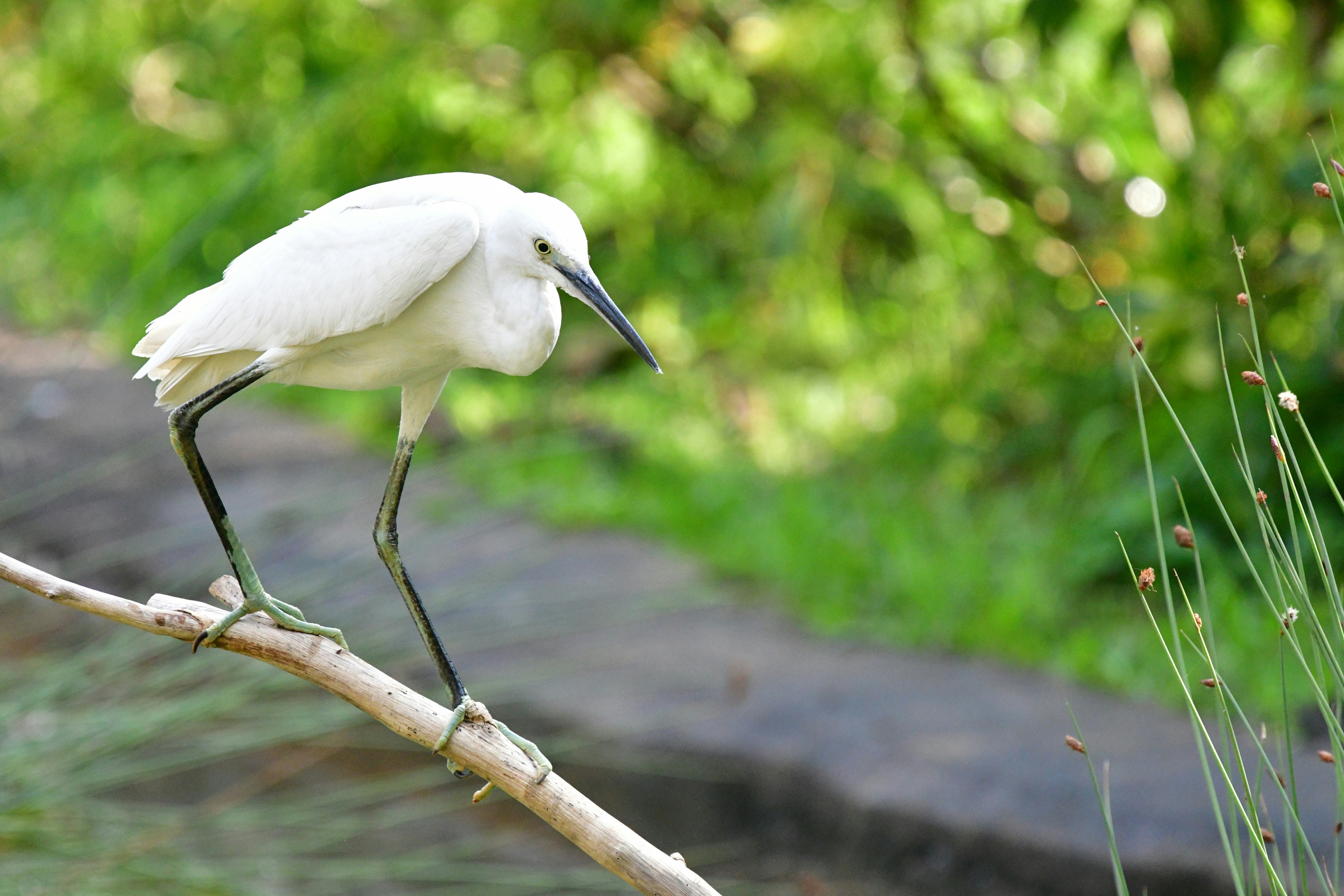 Study of 8,600 species reveals how 5 crafty birds turn adversity into ...