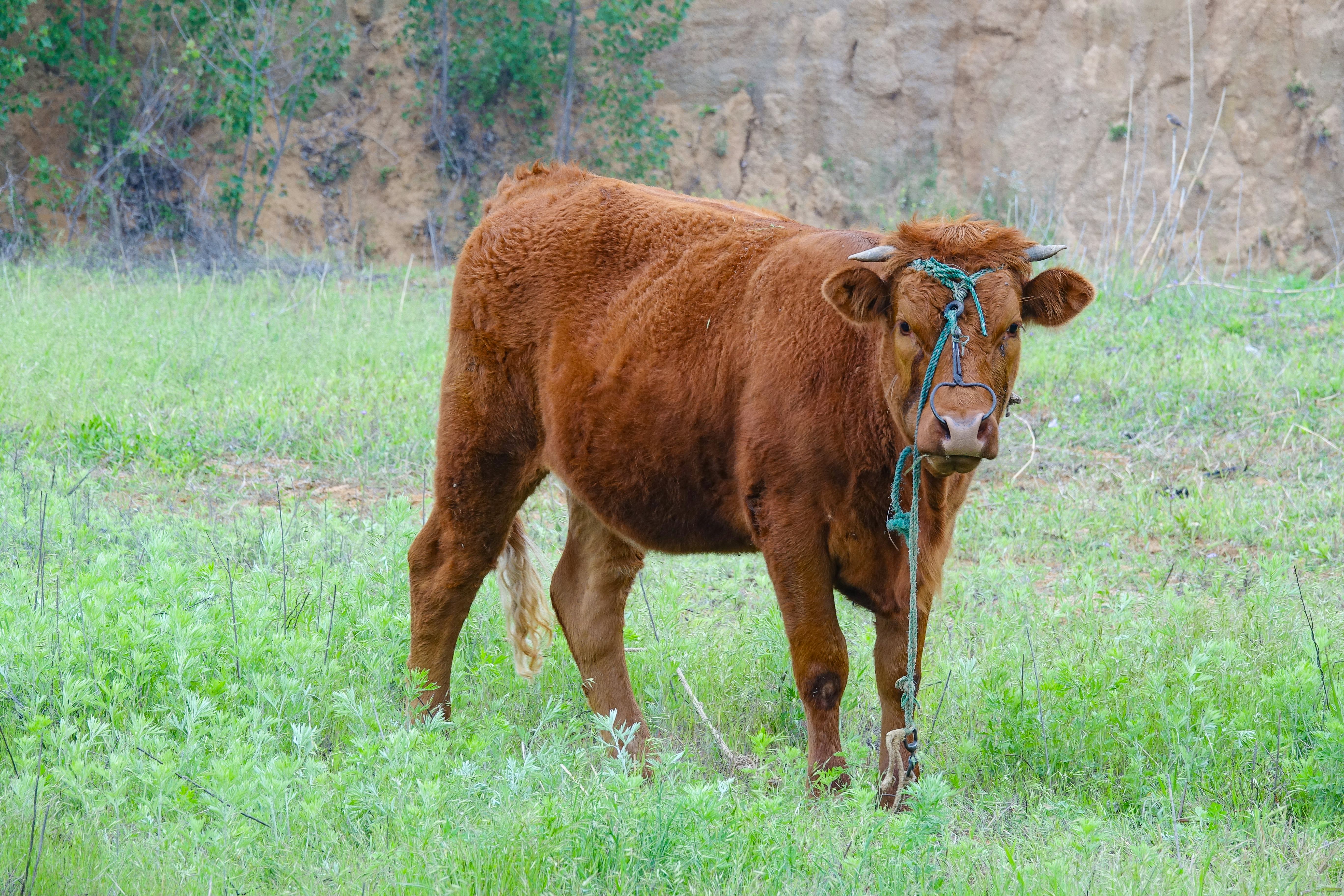 Cows have been causing brief outages in Google's data network