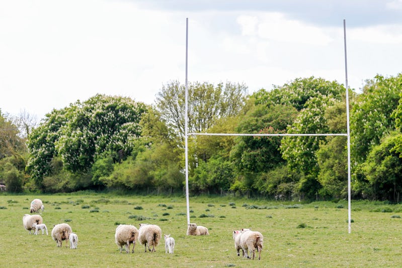 Sheep Have Taken Over Groundskeeping Duties At A Welsh Rugby Club