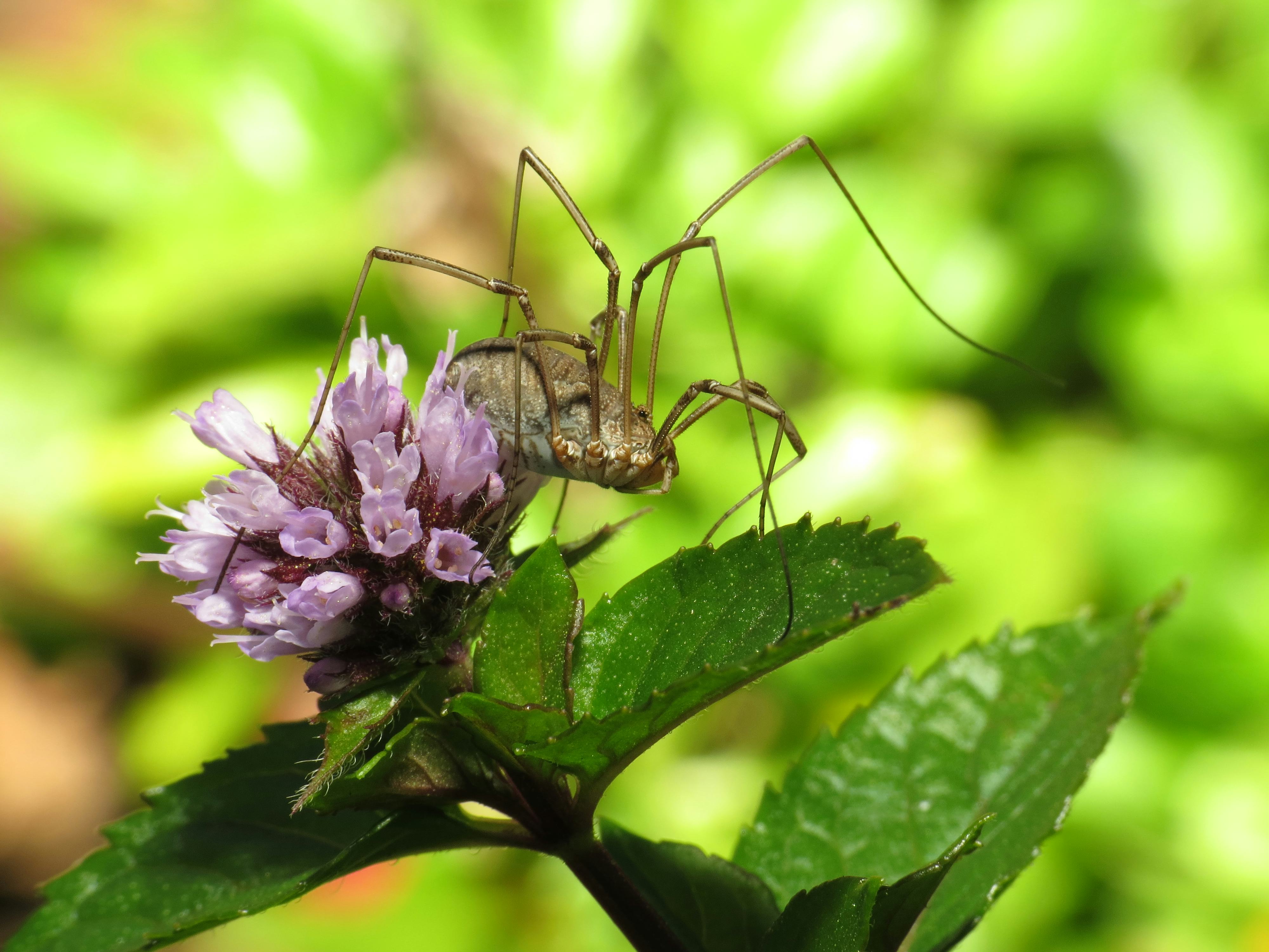 The most dedicated dads of the animal kingdom