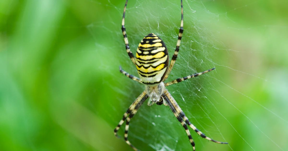 What Does It Mean If You Dream About Spiders It Doesn t Symbolize What what-does-it-mean-if-you-dream-about-spiders-it-doesn-t-symbolize-what