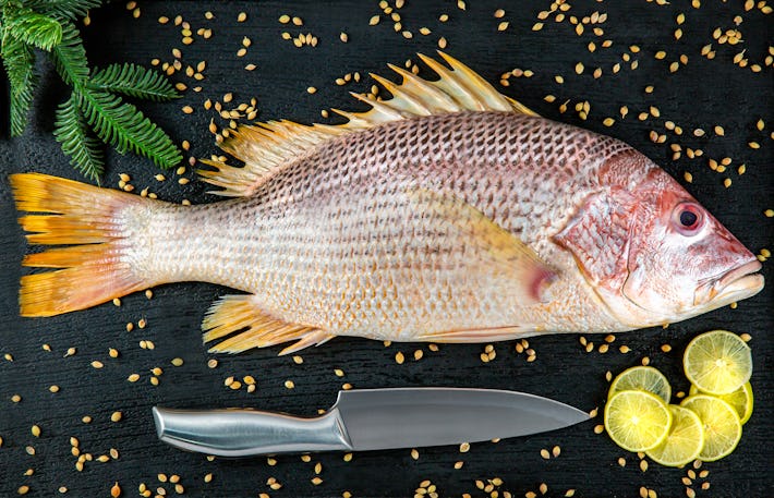 These perfect T-shirts make the case that all fish look zooted