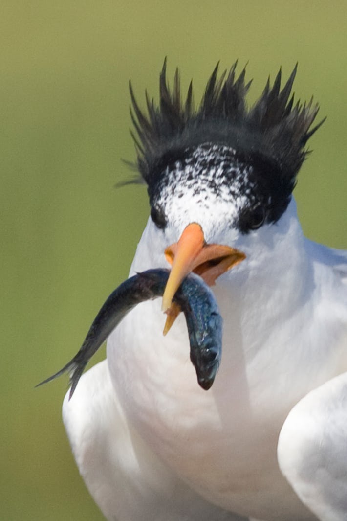 These perfect T-shirts make the case that all fish look zooted