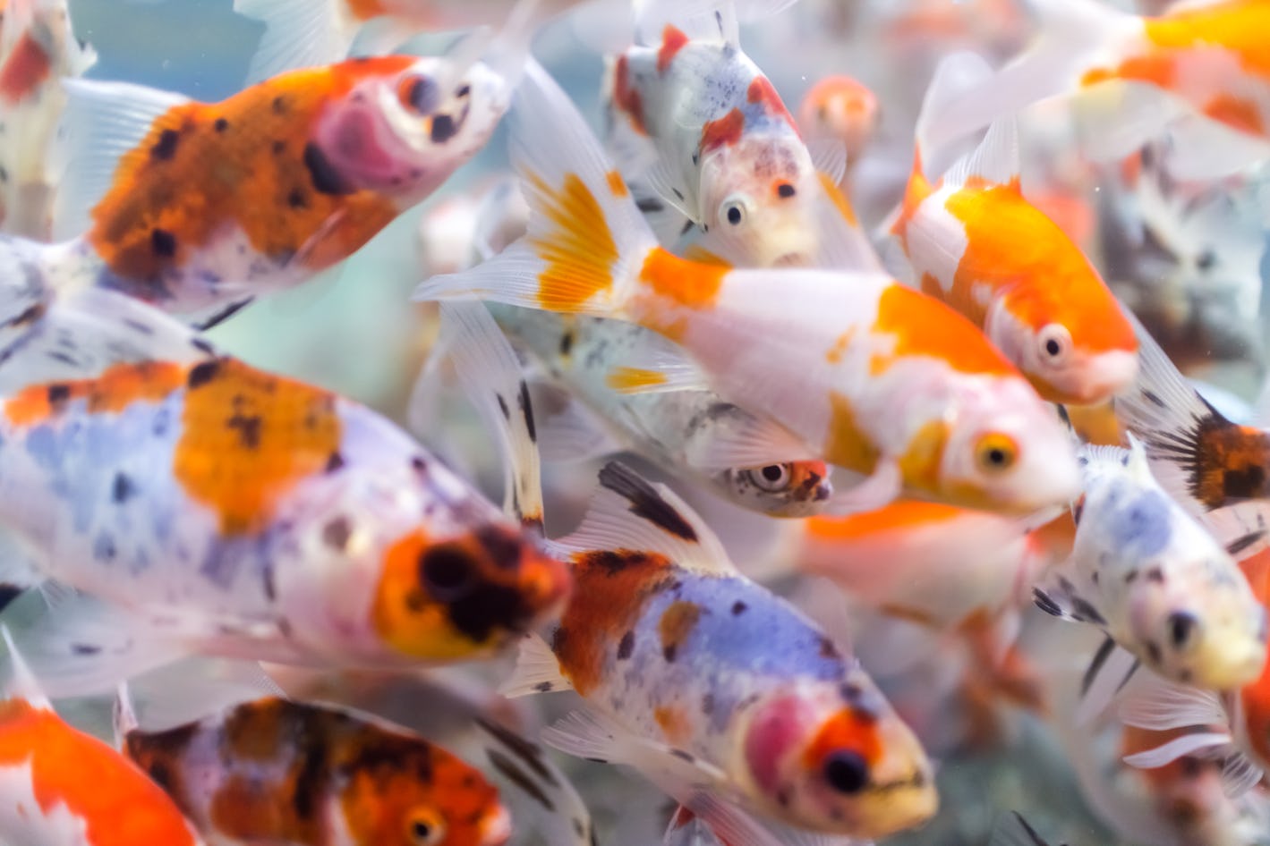 These perfect T-shirts make the case that all fish look zooted