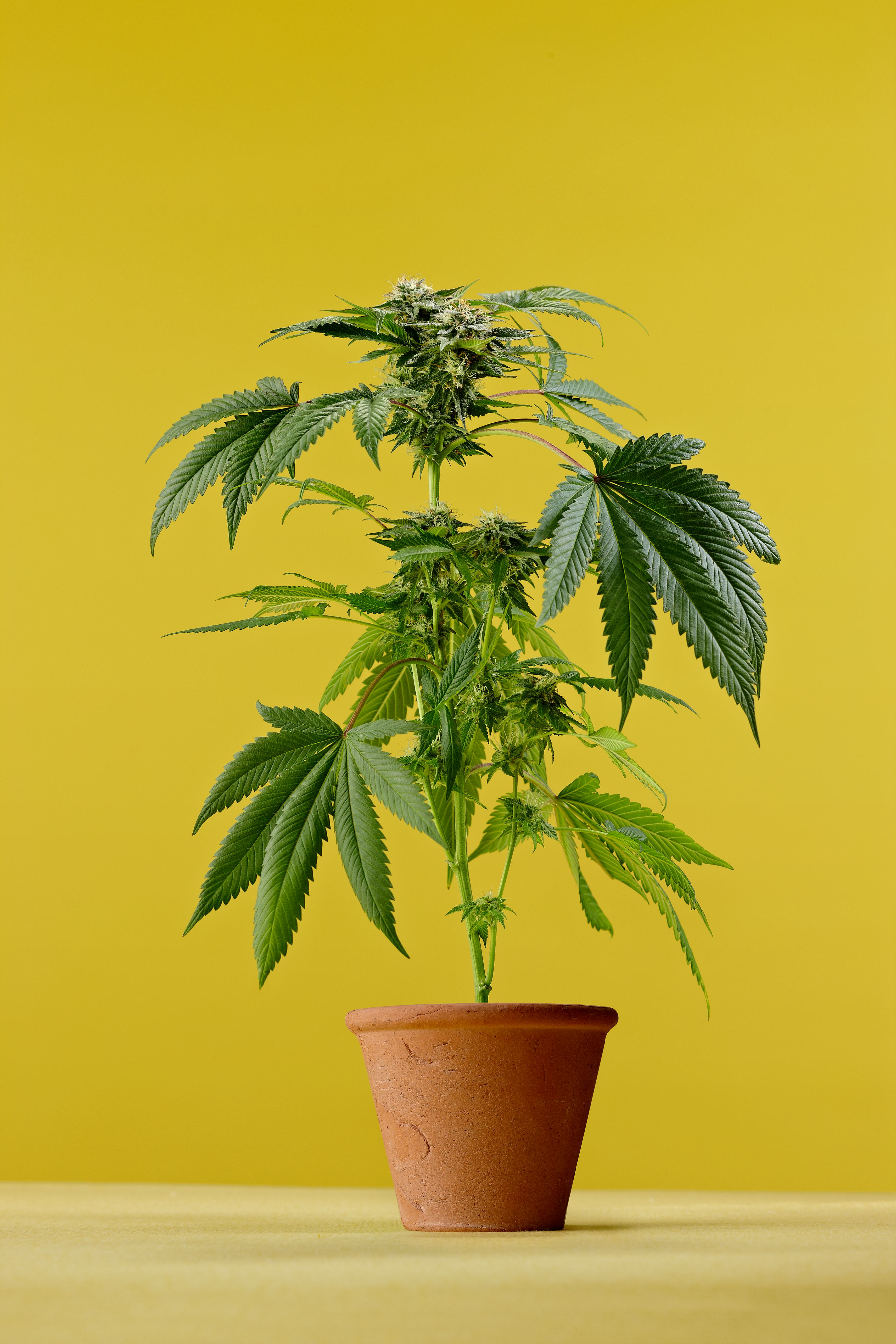 How to grow weed — safely and successfully — in your own home