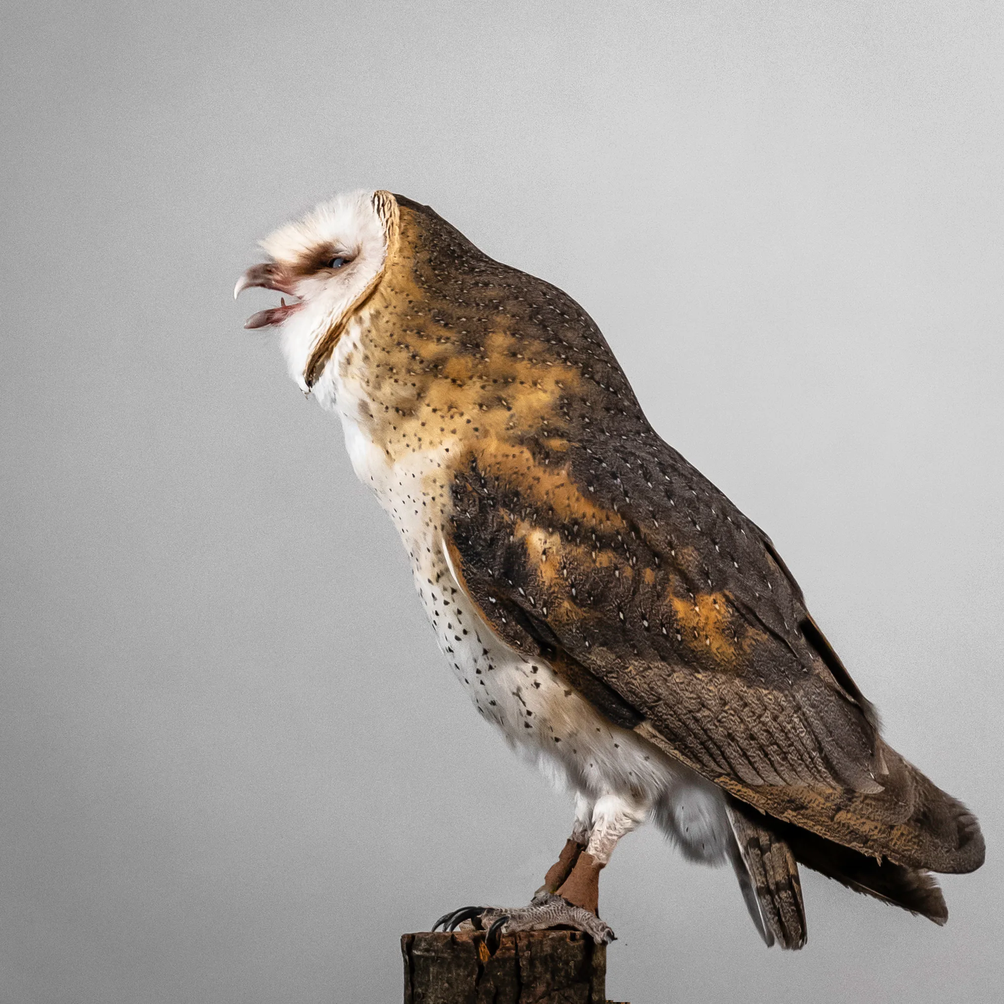 When birds cry, scientists get closer to understanding human tears