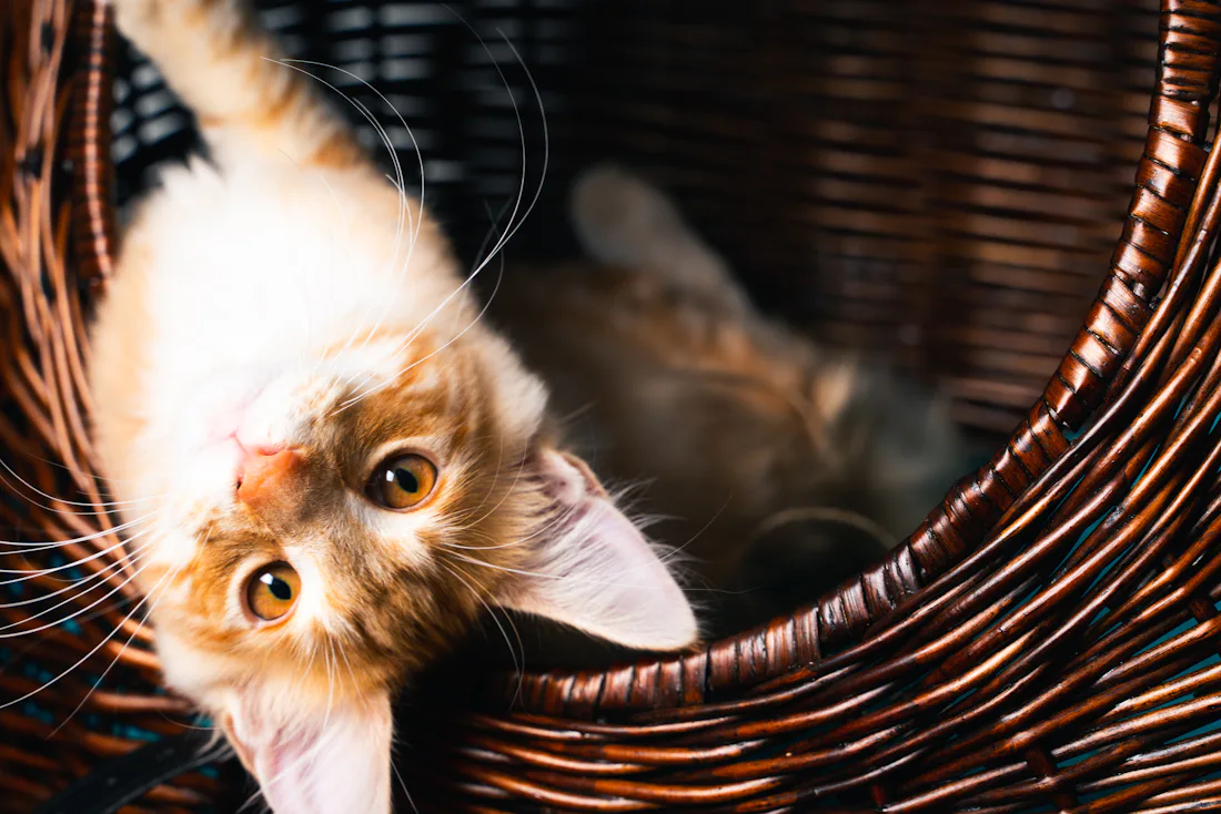 What Is National Cat Day? It May Be The Most Adorable Holiday Of All Time