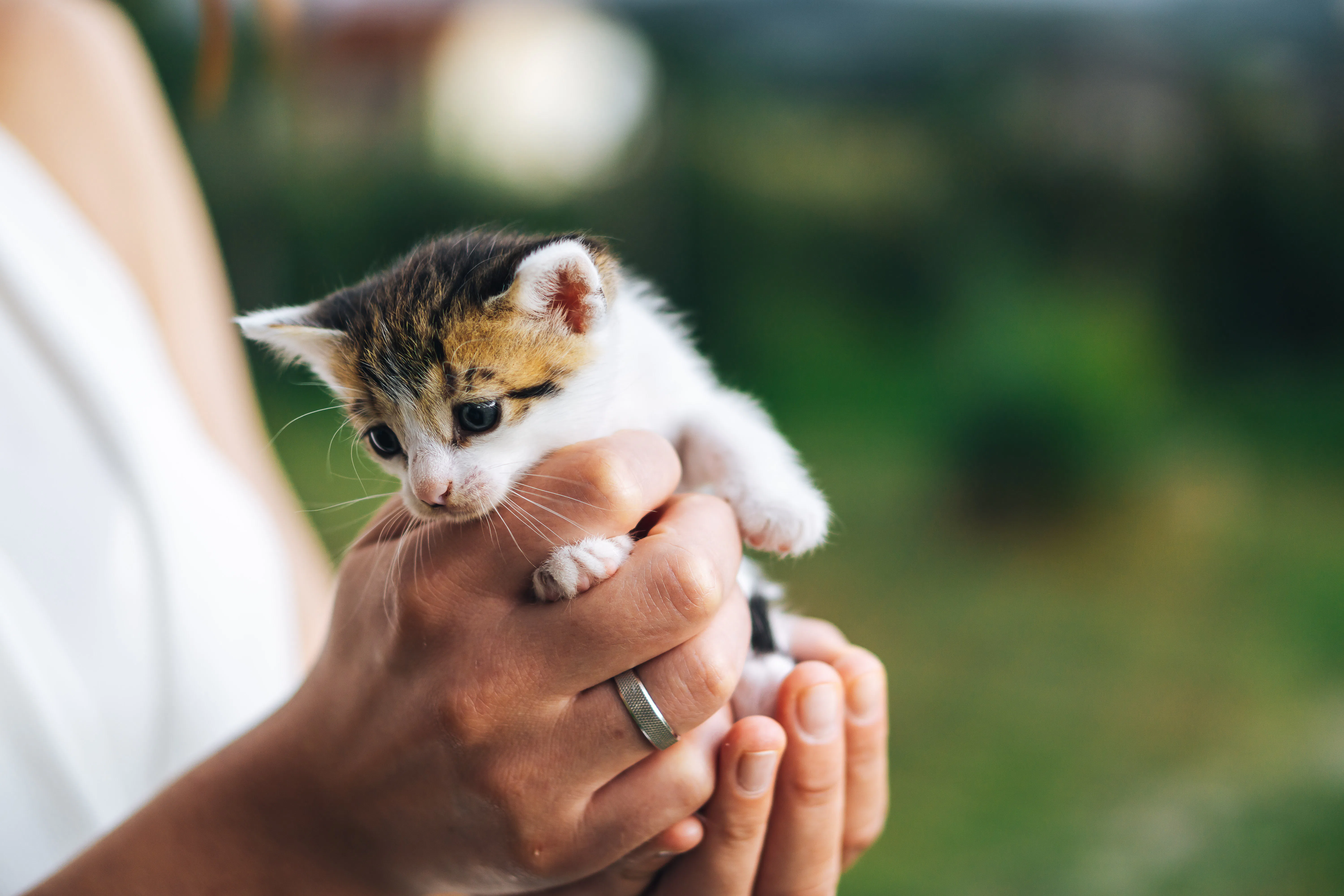 What Is National Cat Day? It May Be The Most Adorable Holiday Of All Time