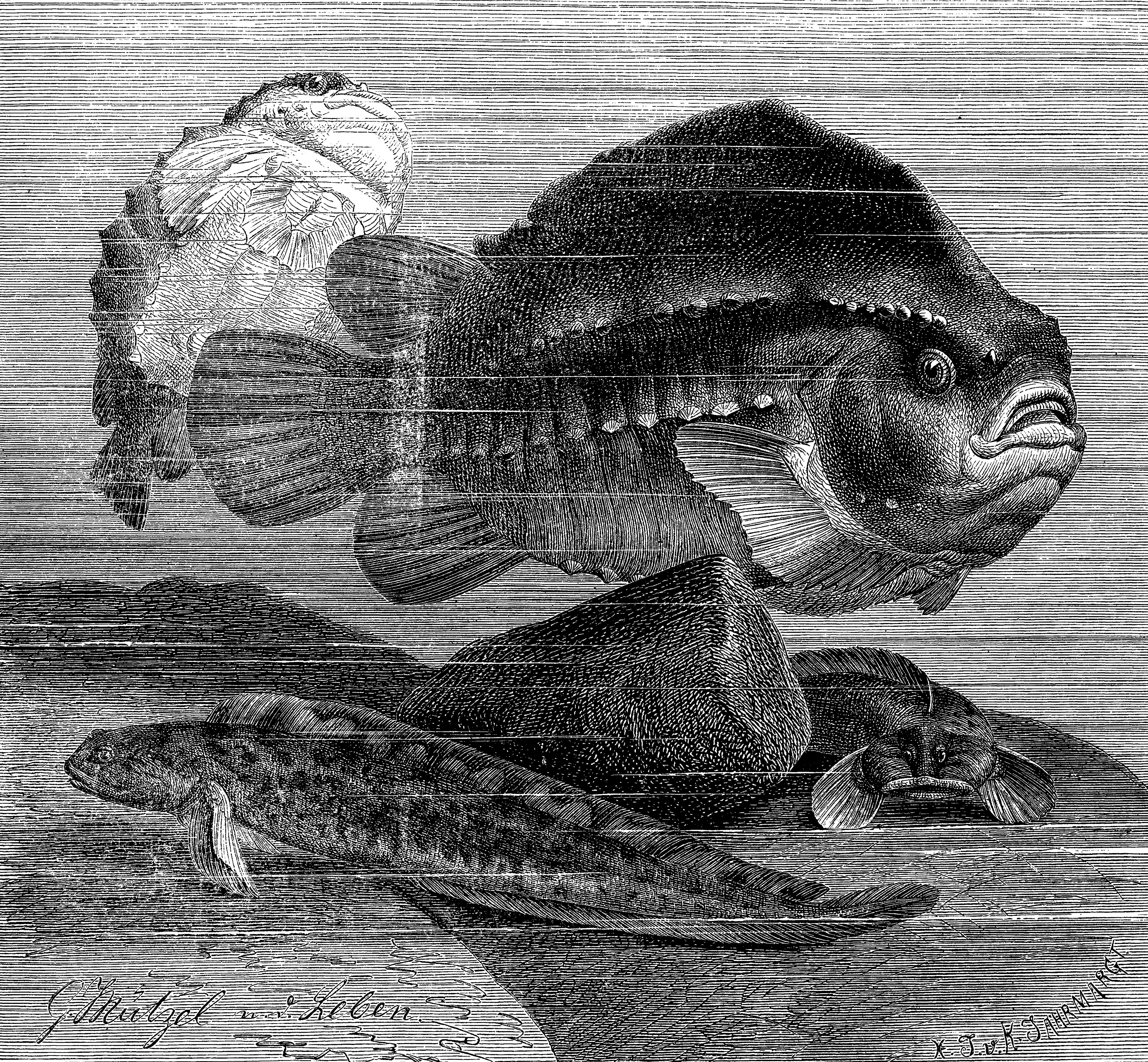 Jack the Flipper: Why scientists are using psychopathy tests on fish