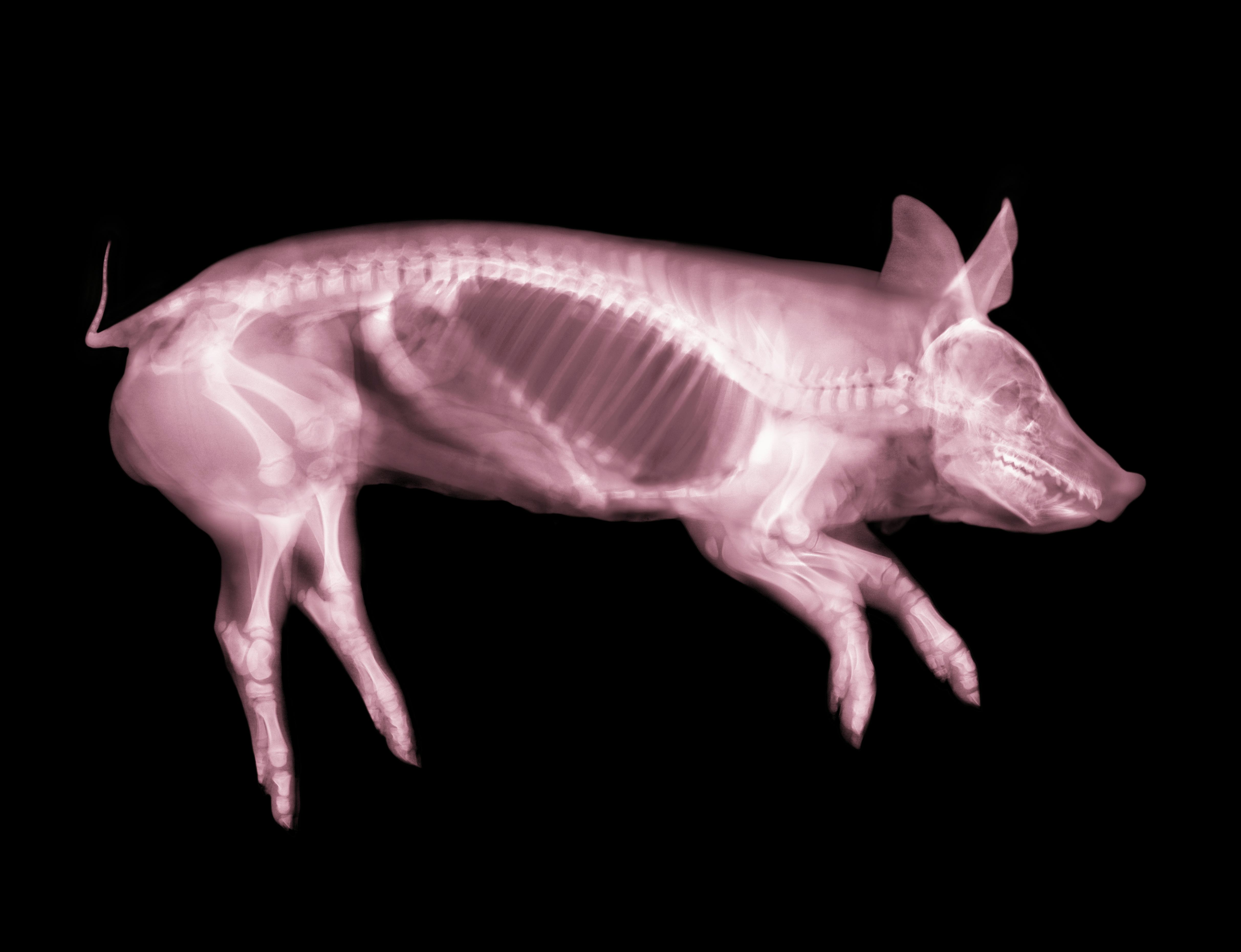 Pig kidney and more: 10 milestones in transplanting animal organs