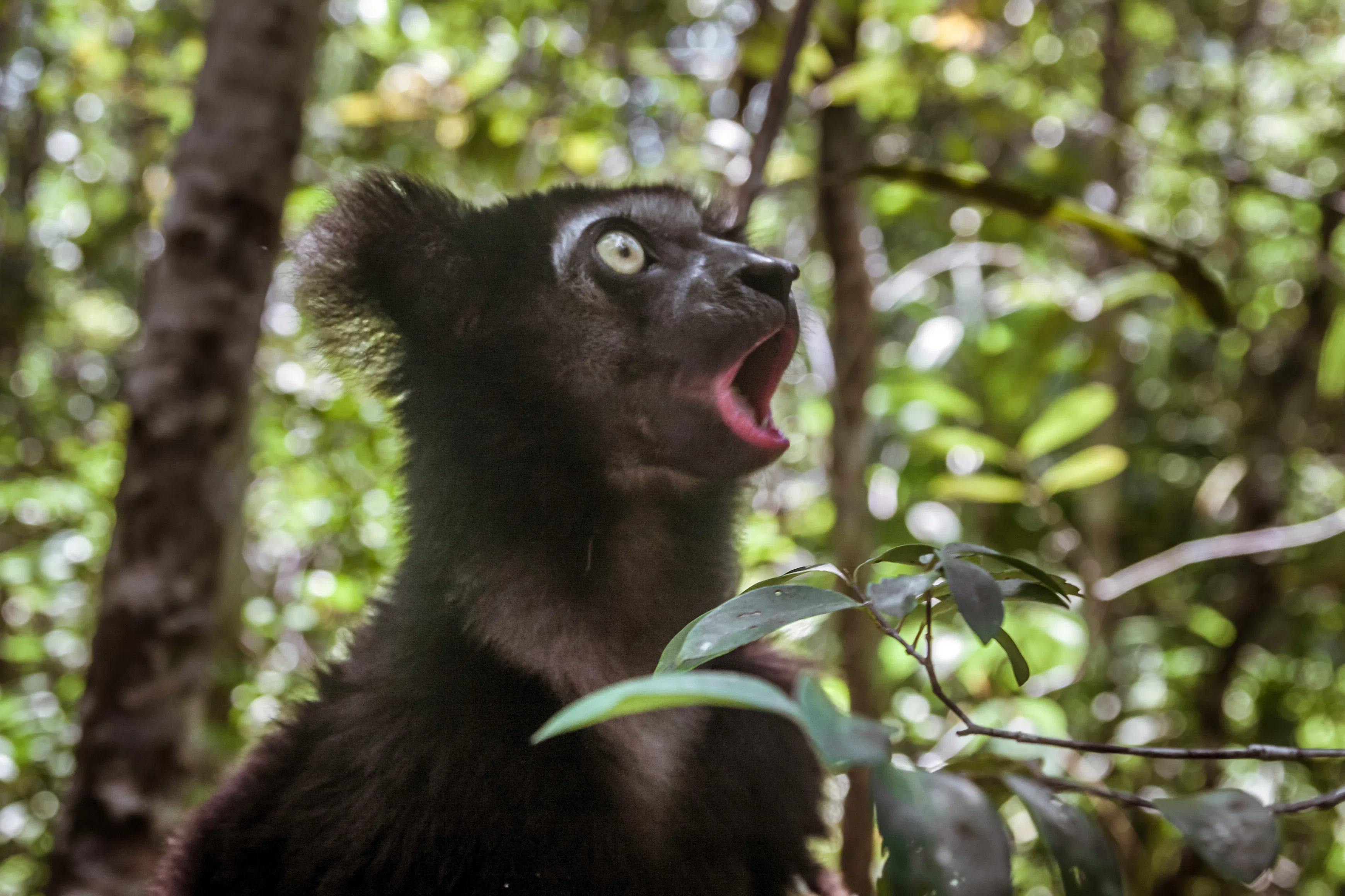 How an endangered animal’s song mirrors an iconic rock beat