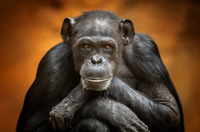 Evolutionary biologists reveal how exercise unlocks human longevity