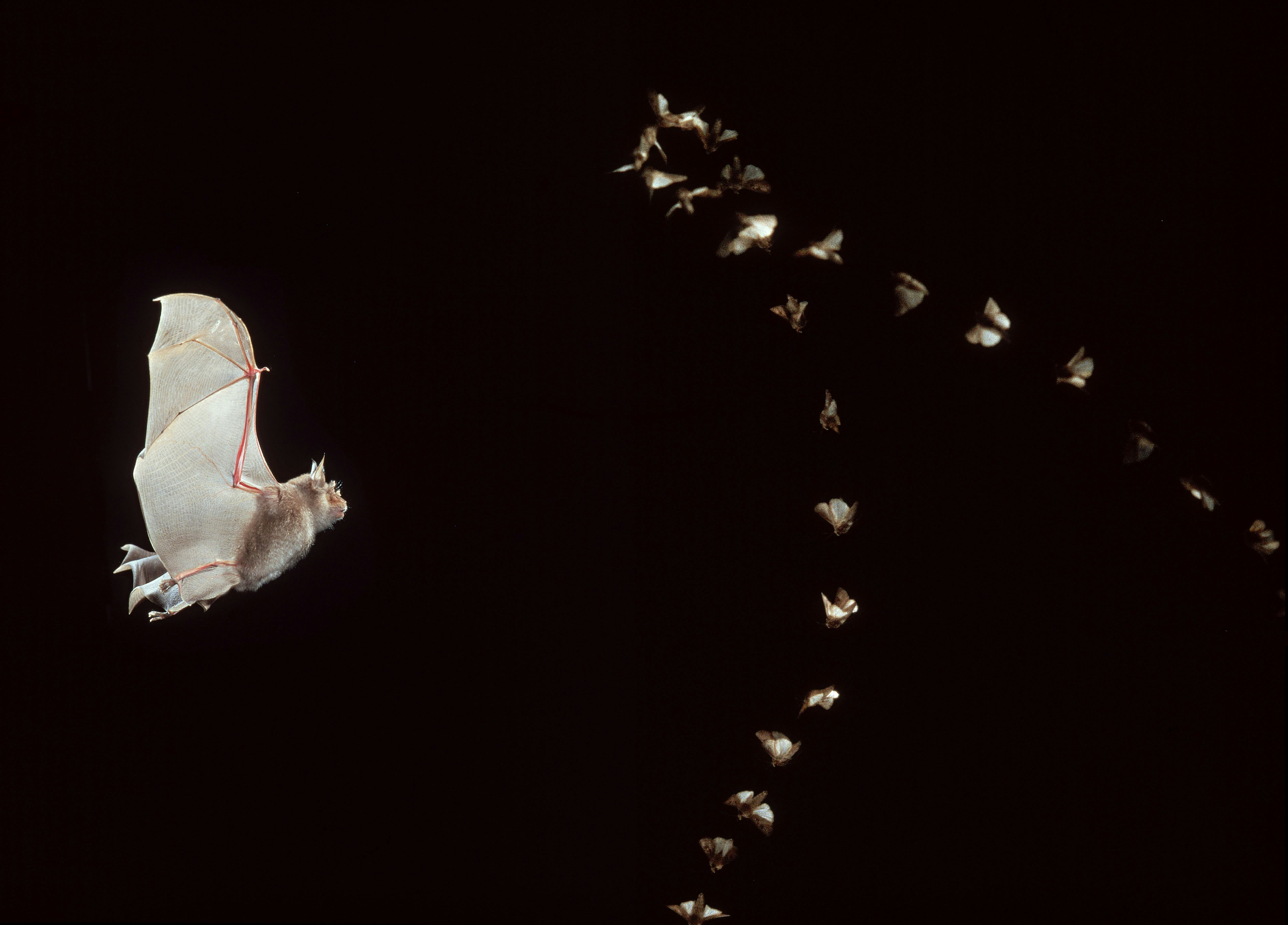 3 methods moths use to avoid becoming tasty bat treats