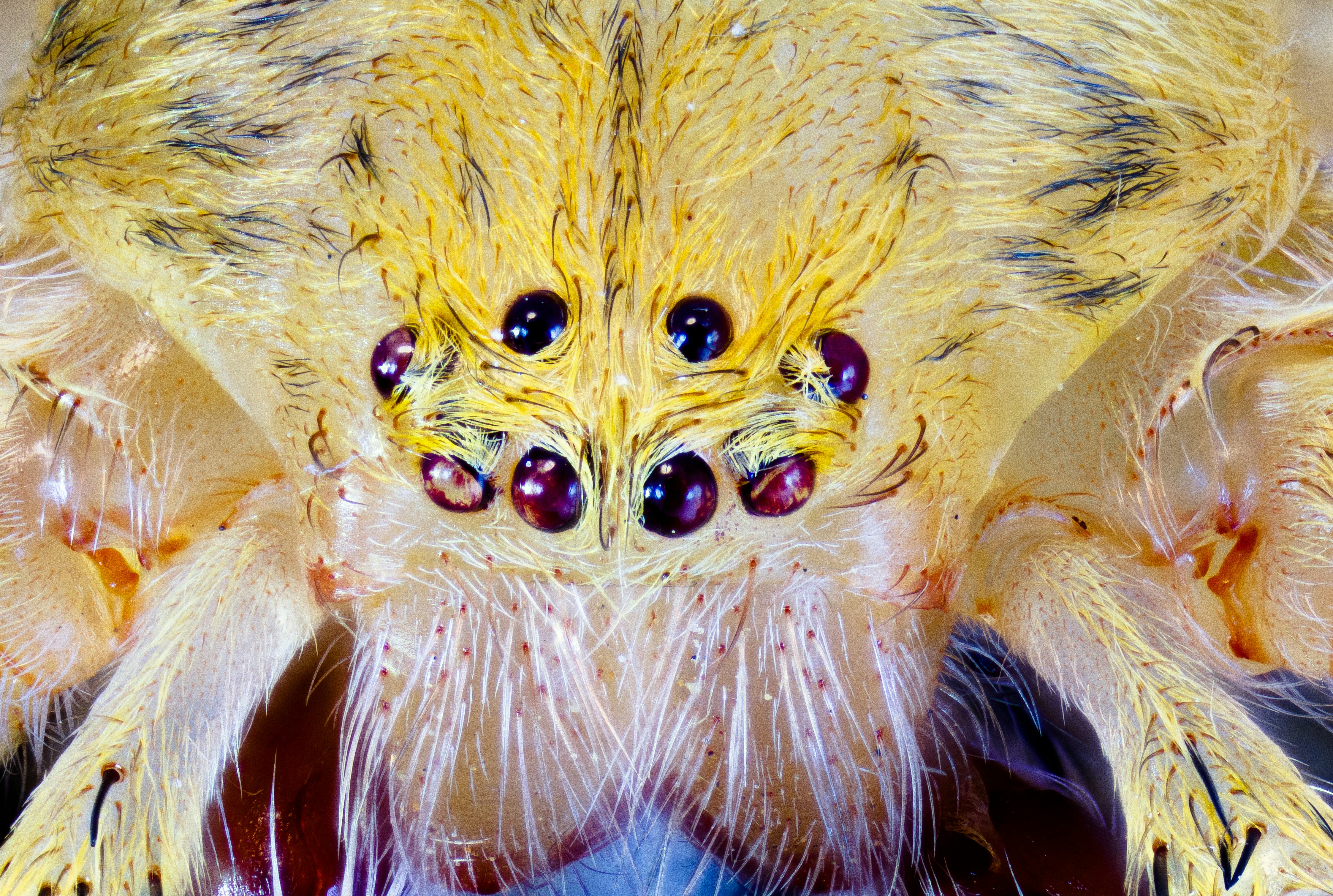 Spiders: 5 experiments reveal they’re smarter than you think