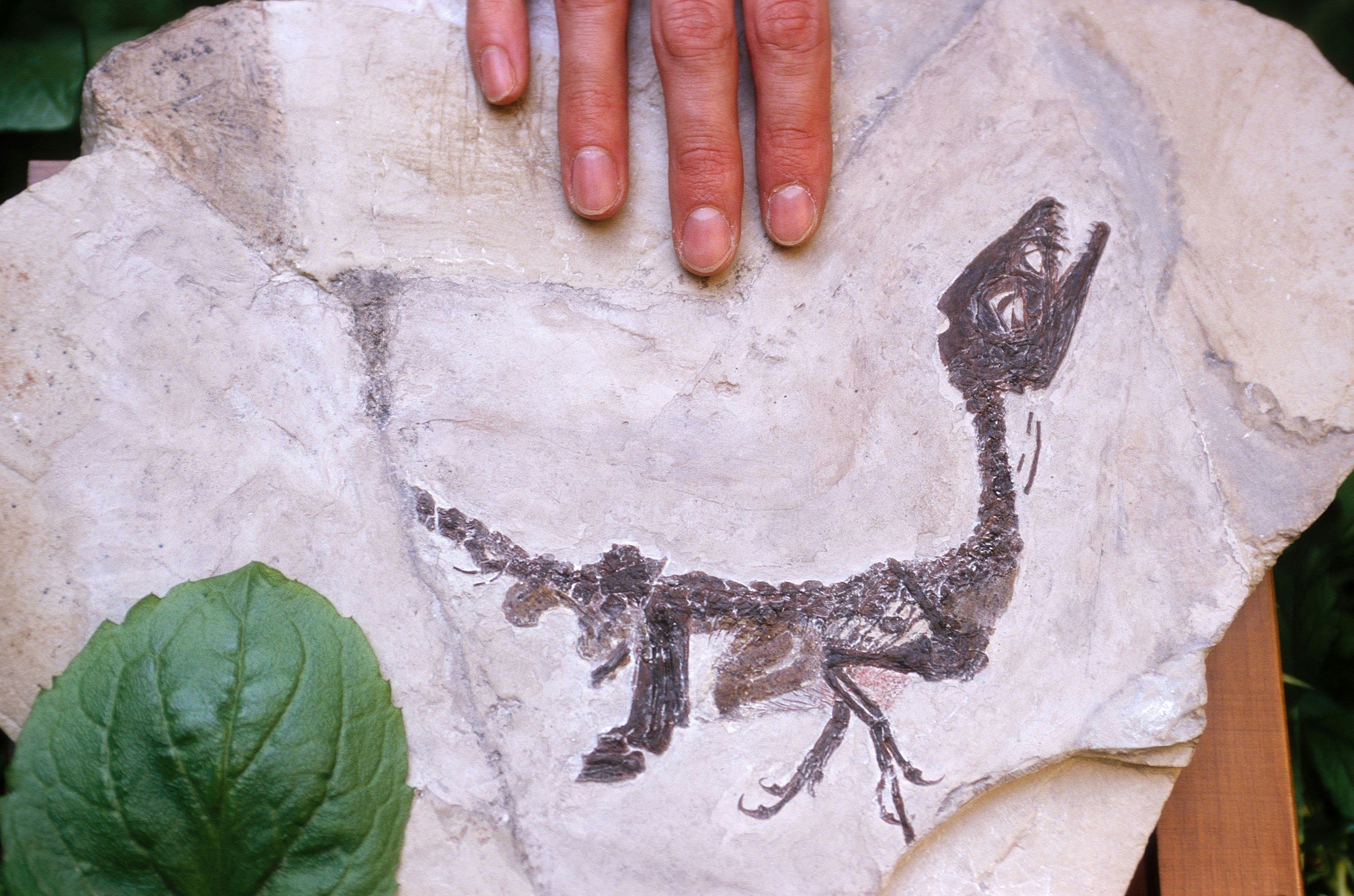 Look: Largest dinosaur skeleton ever found in Italy changes ancient history