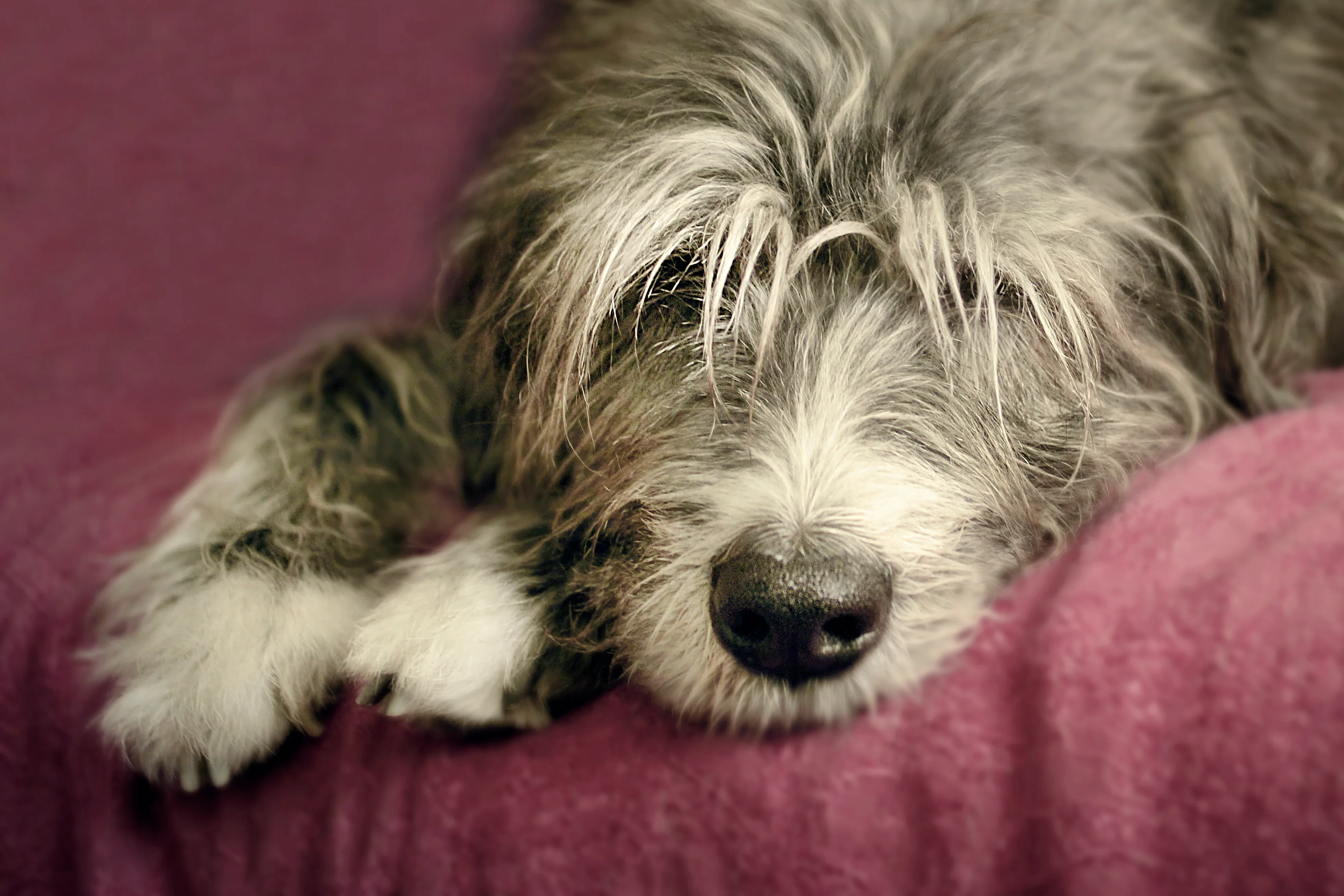 11 Reasons Why Your Dog Is Extra Clingy & Cuddly With You