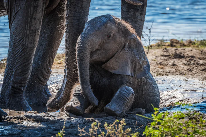 28 Best Animal Shows For Kids To Stream Right Now