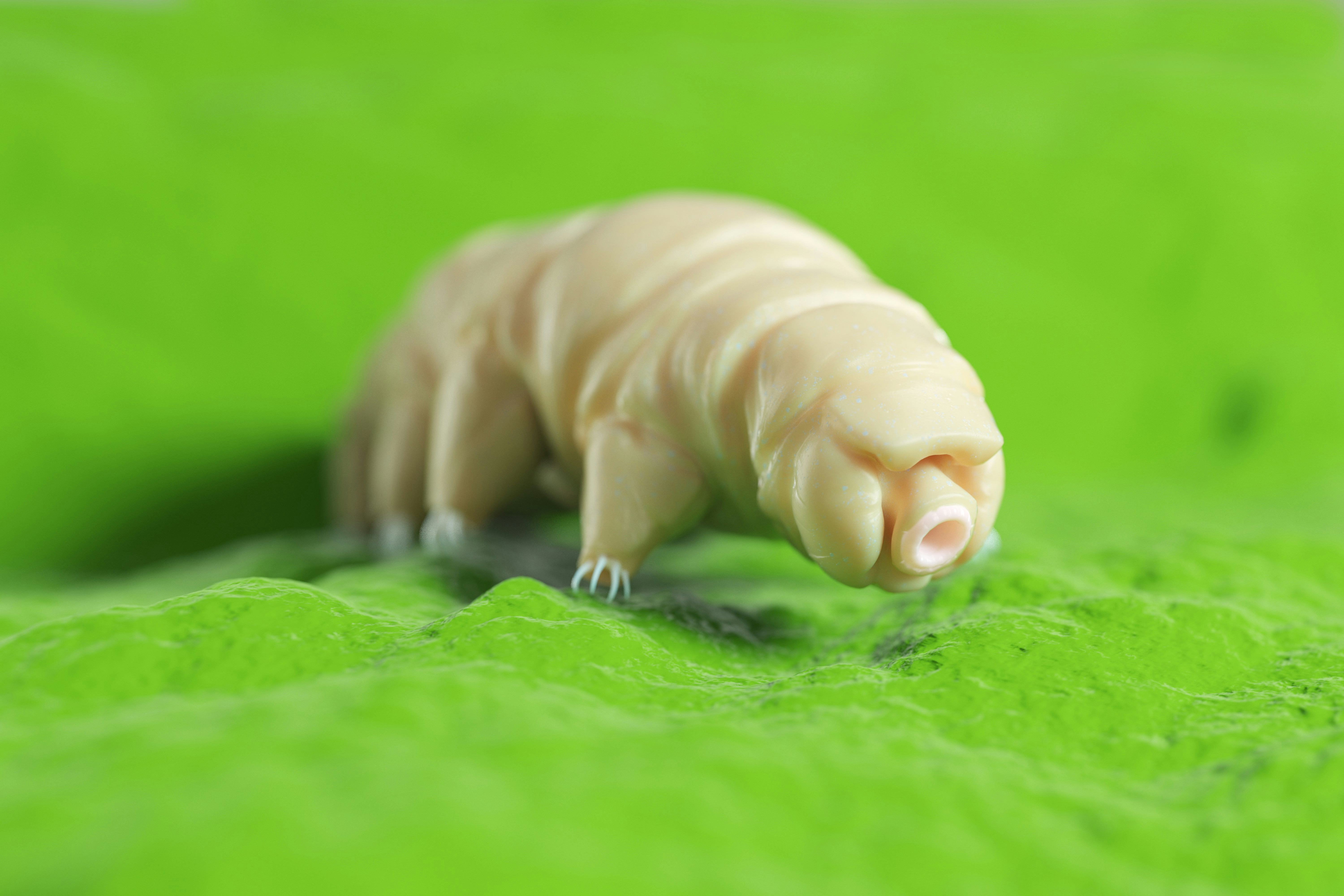 8 reasons tardigrades are the weirdest, most resilient animals