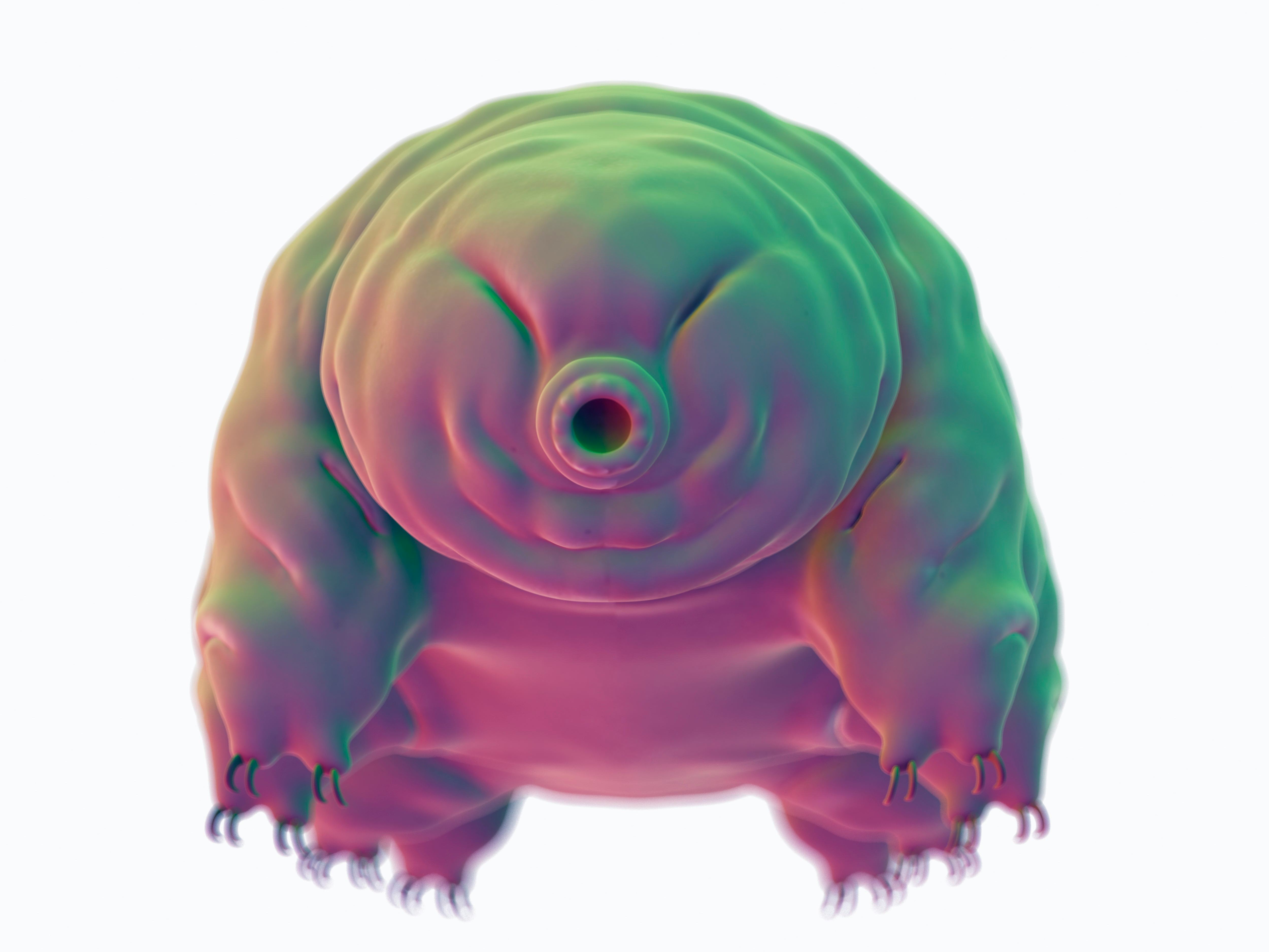 8 reasons tardigrades are the weirdest, most resilient animals
