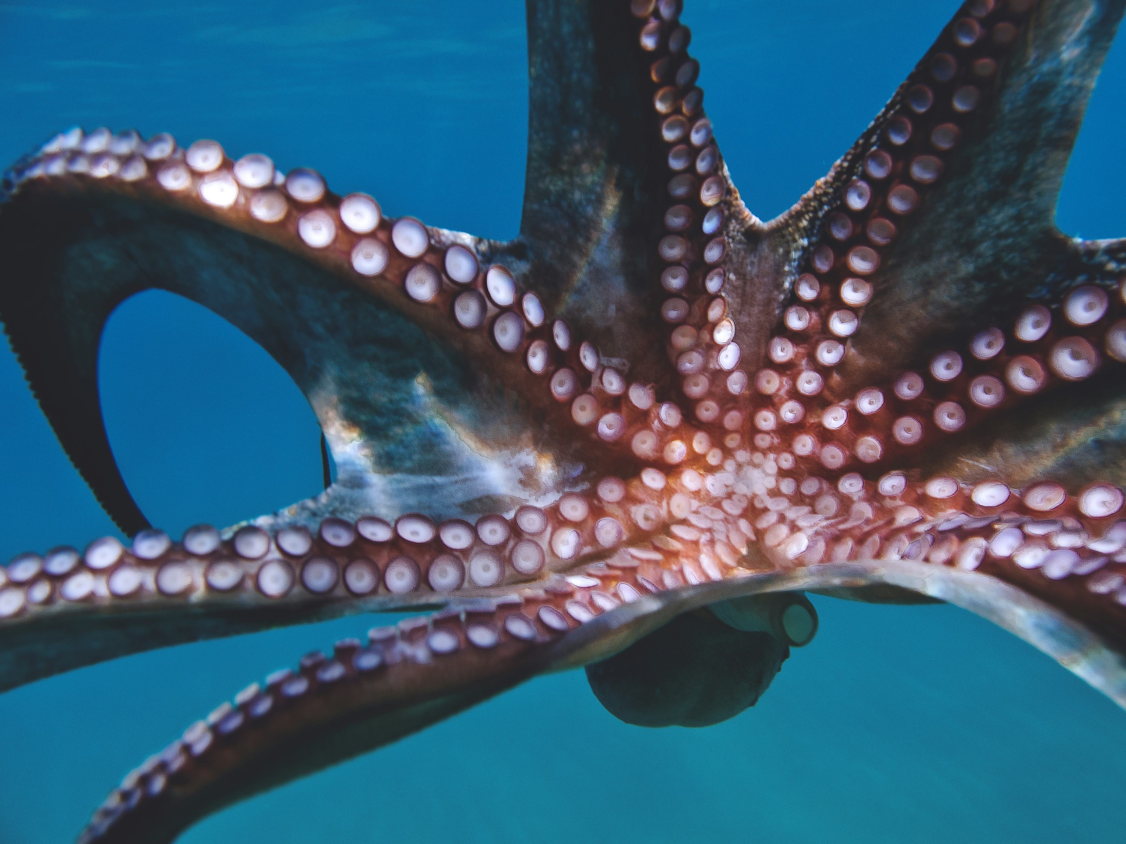 5 ways cephalopods challenge our understanding of evolution
