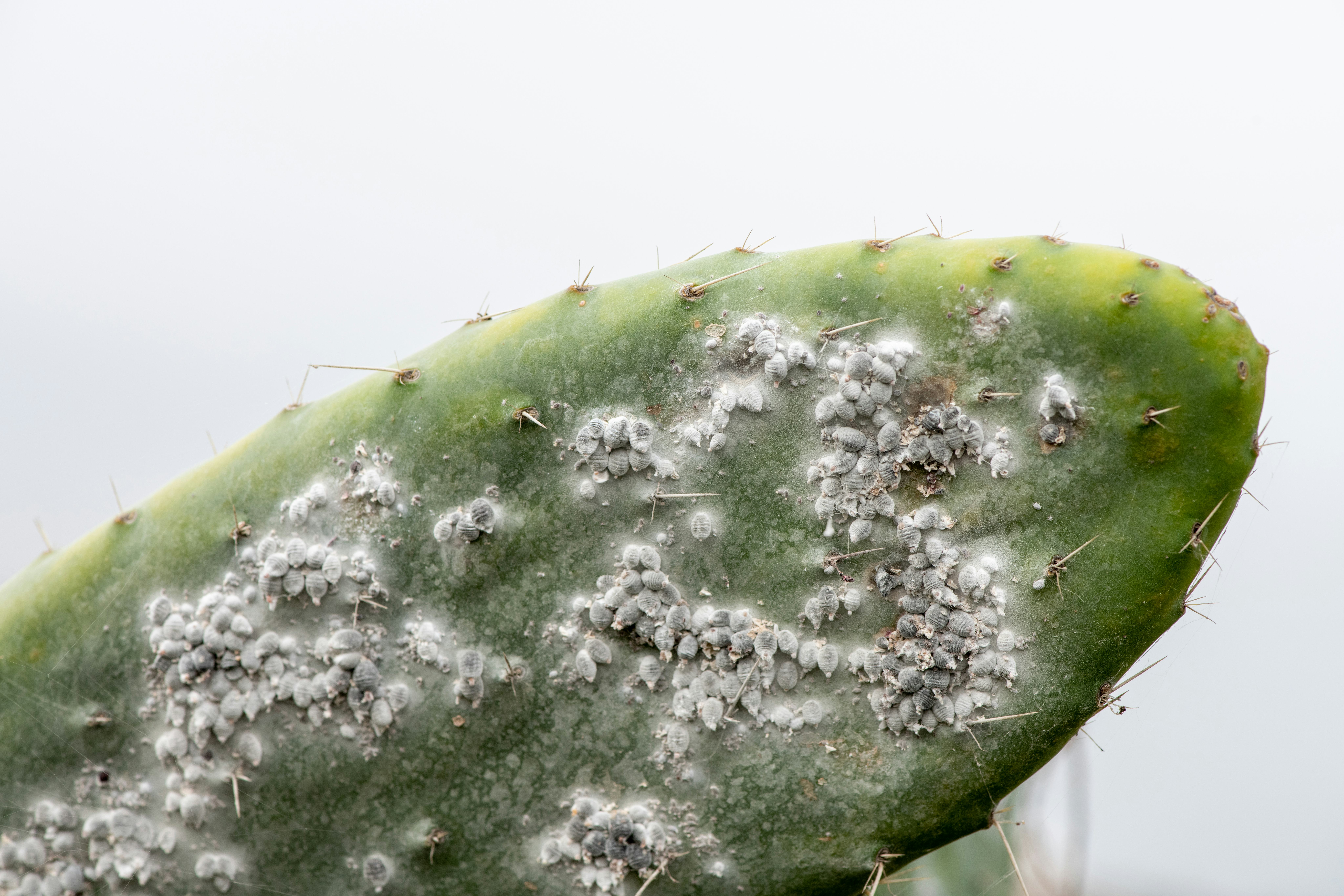 Is food coloring made of bugs? Chemists debunk a common fear