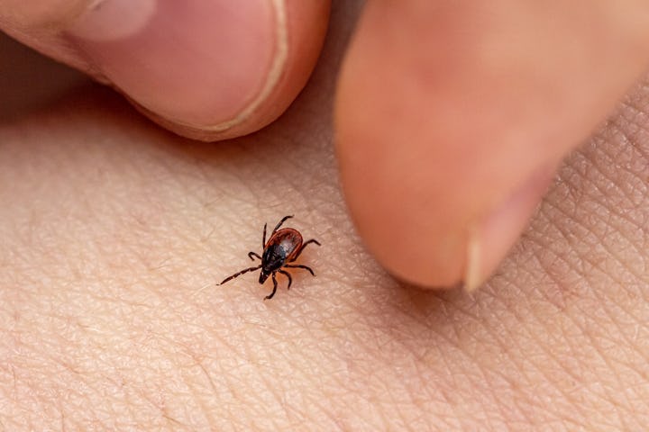 What To Do If A Tick’s Head Gets Stuck In Your Skin When Trying To ...
