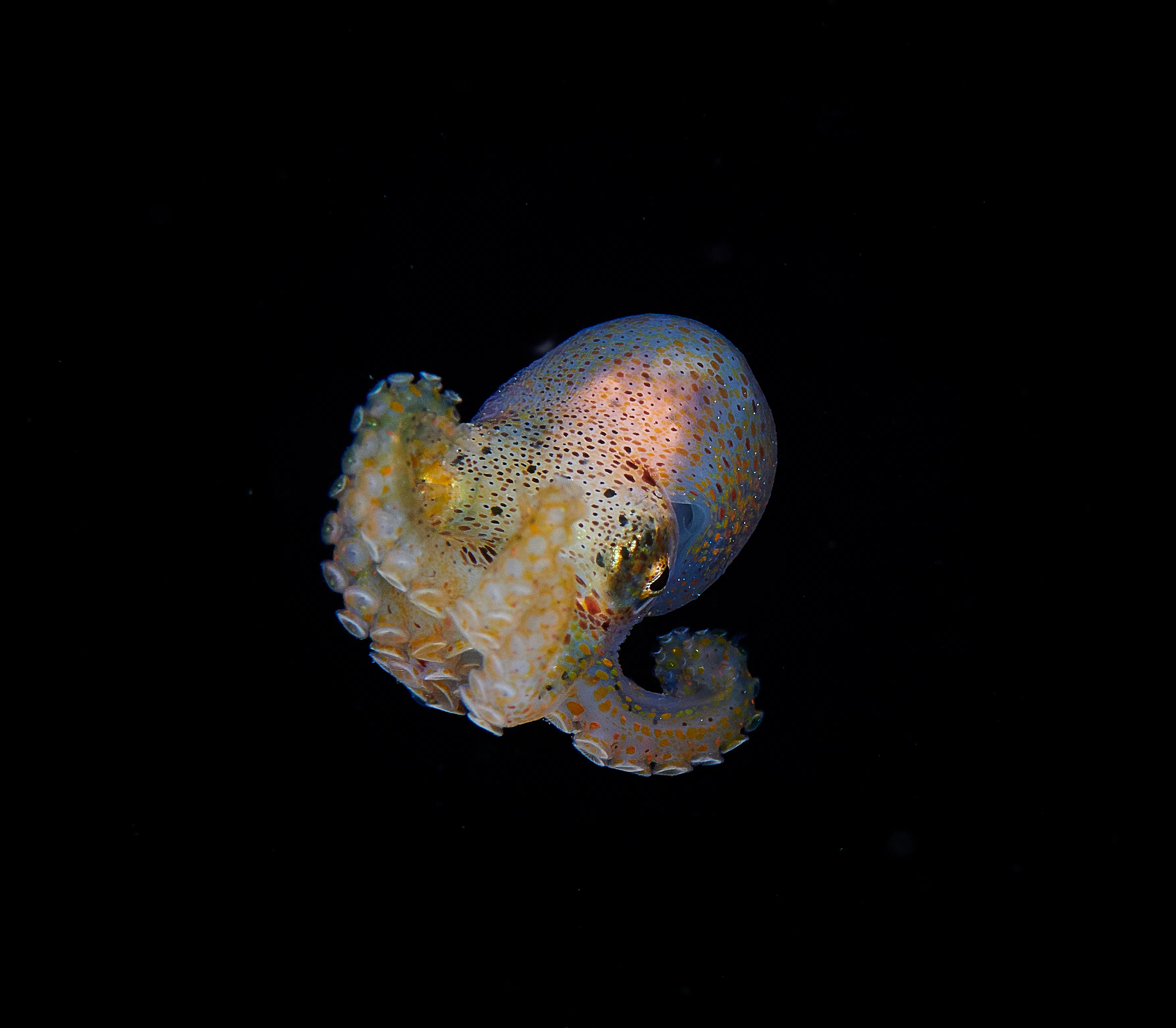Why is NASA sending 5,000 water bears and 128 squid to space?