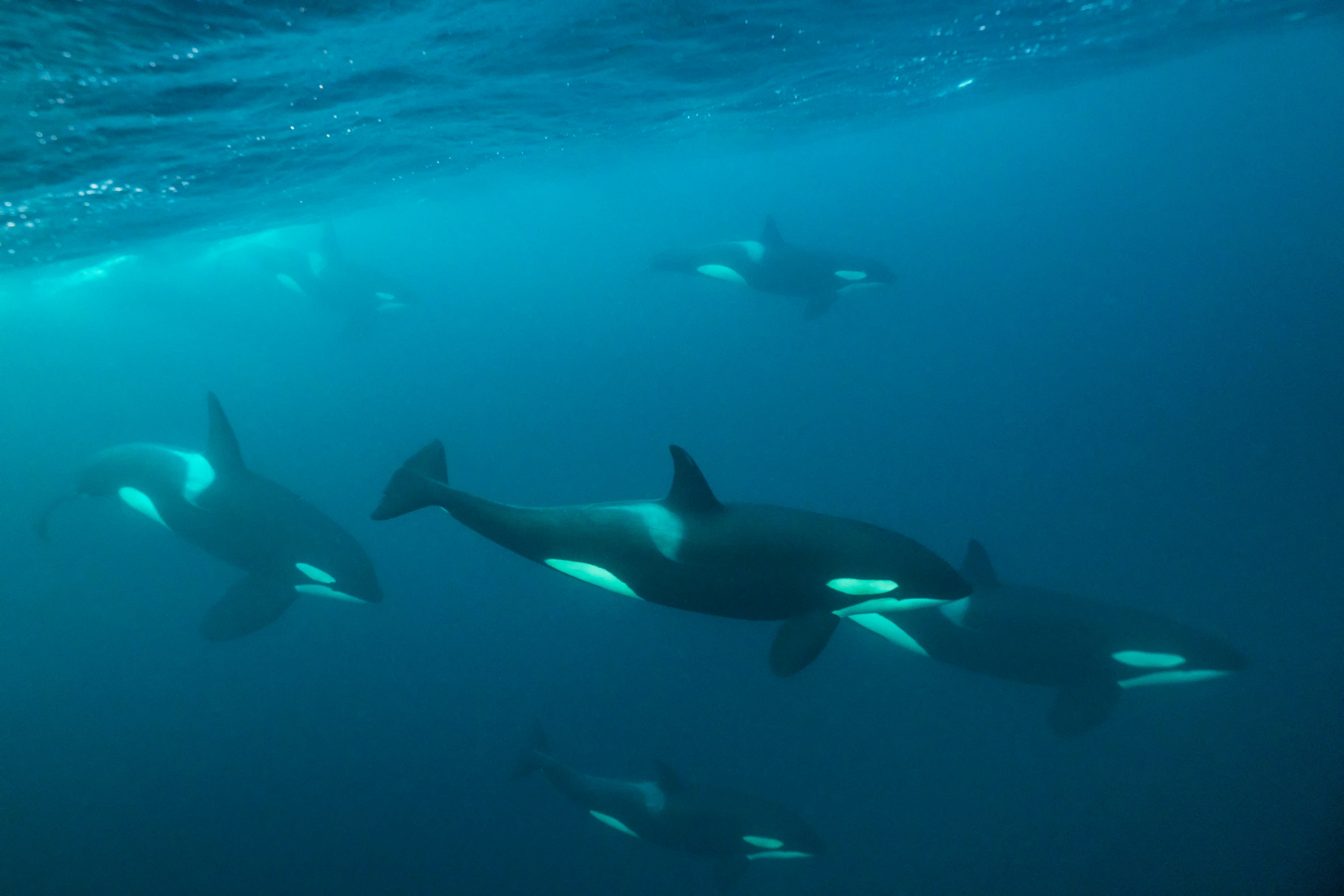 Look: Incredible drone footage reveals killer whales’ secret social lives