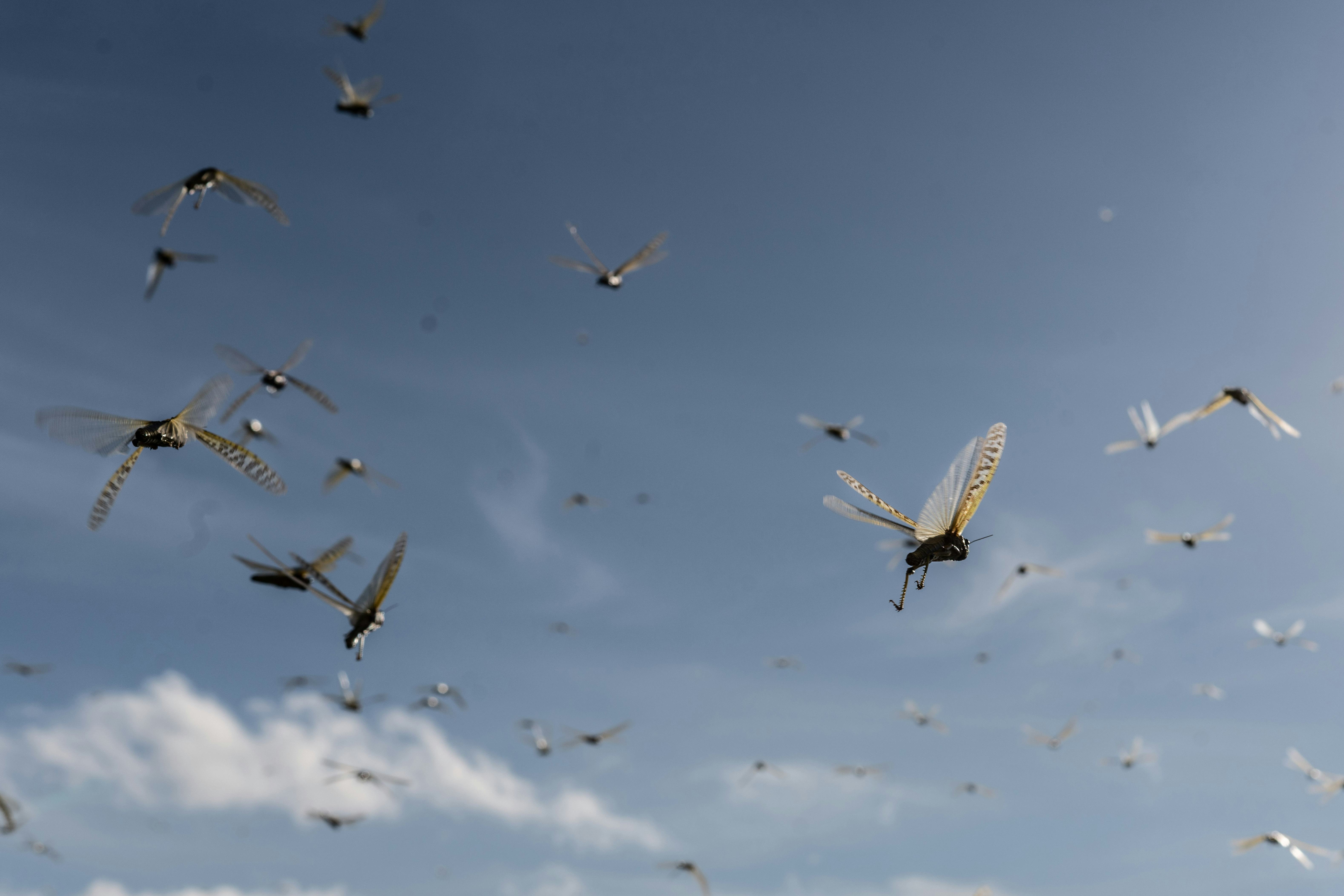 Experimental locust design could change the future of flight