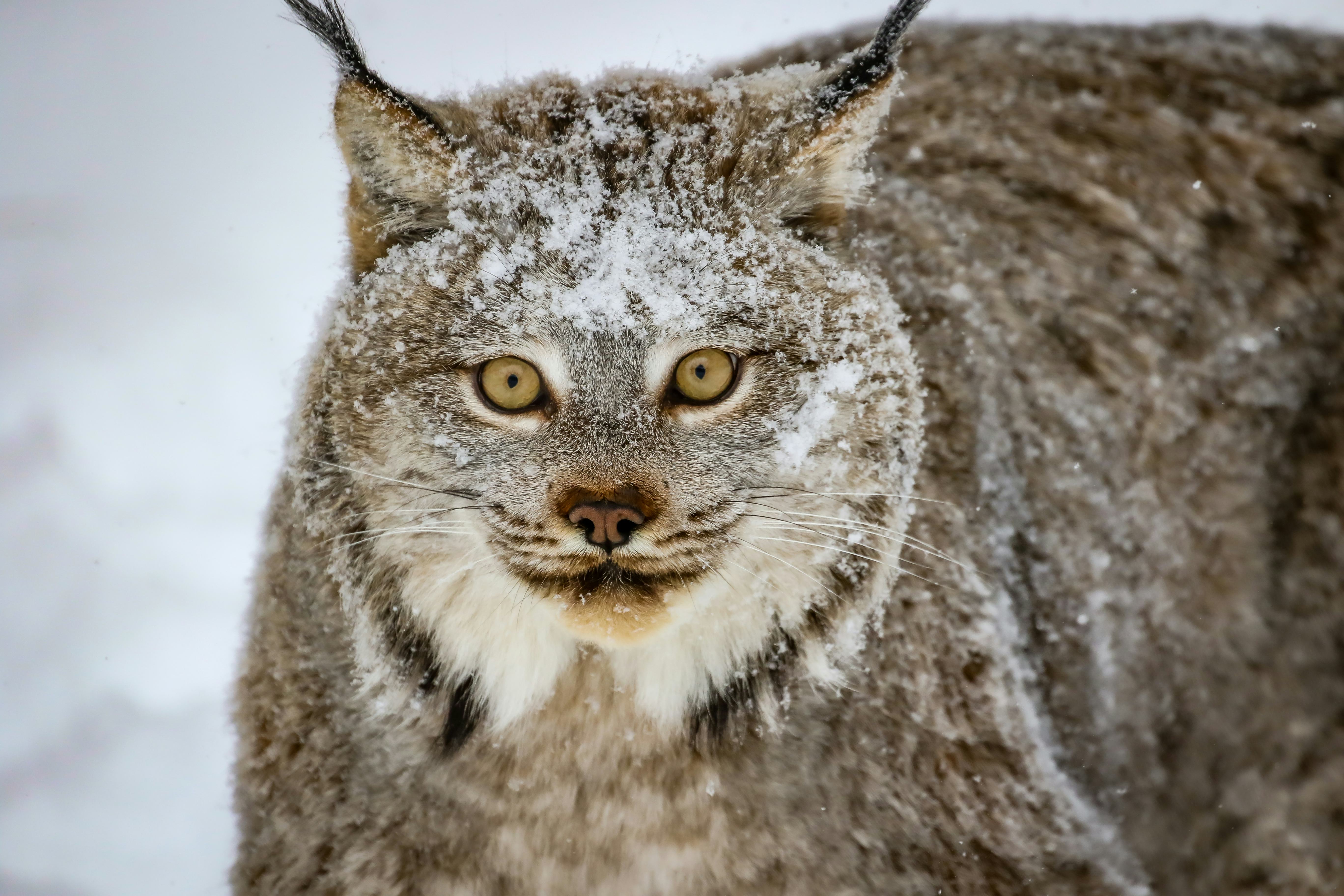 Scientists put mics on a lynx and “opened a new world”