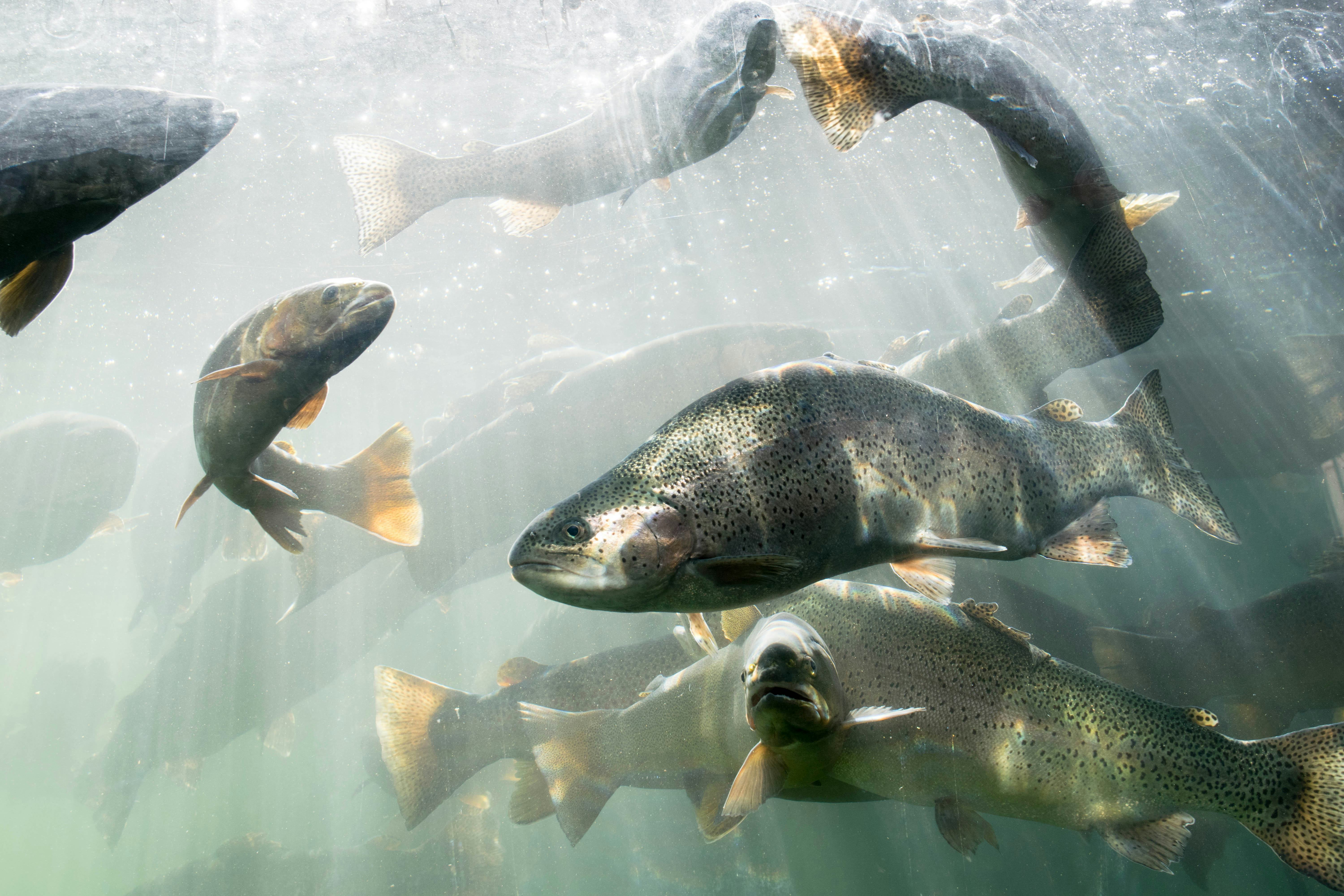 Video: Watch fish get blasted out of a plane for science