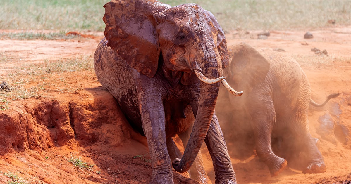 An unlikely eavesdropping technology could save the African elephants An unlikely eavesdropping technology could save the African elephants