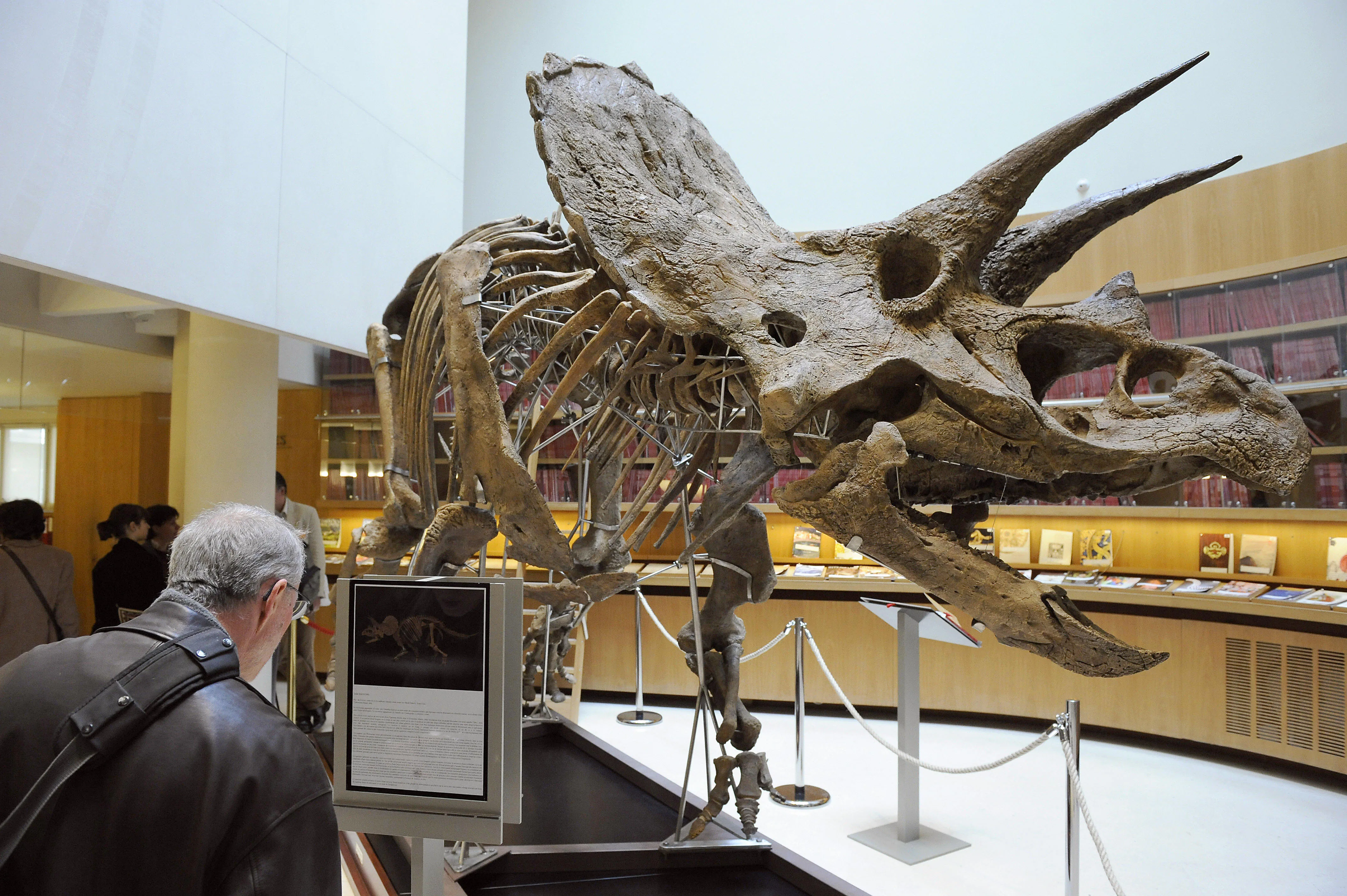 6 dinosaur myths from your childhood debunked by science