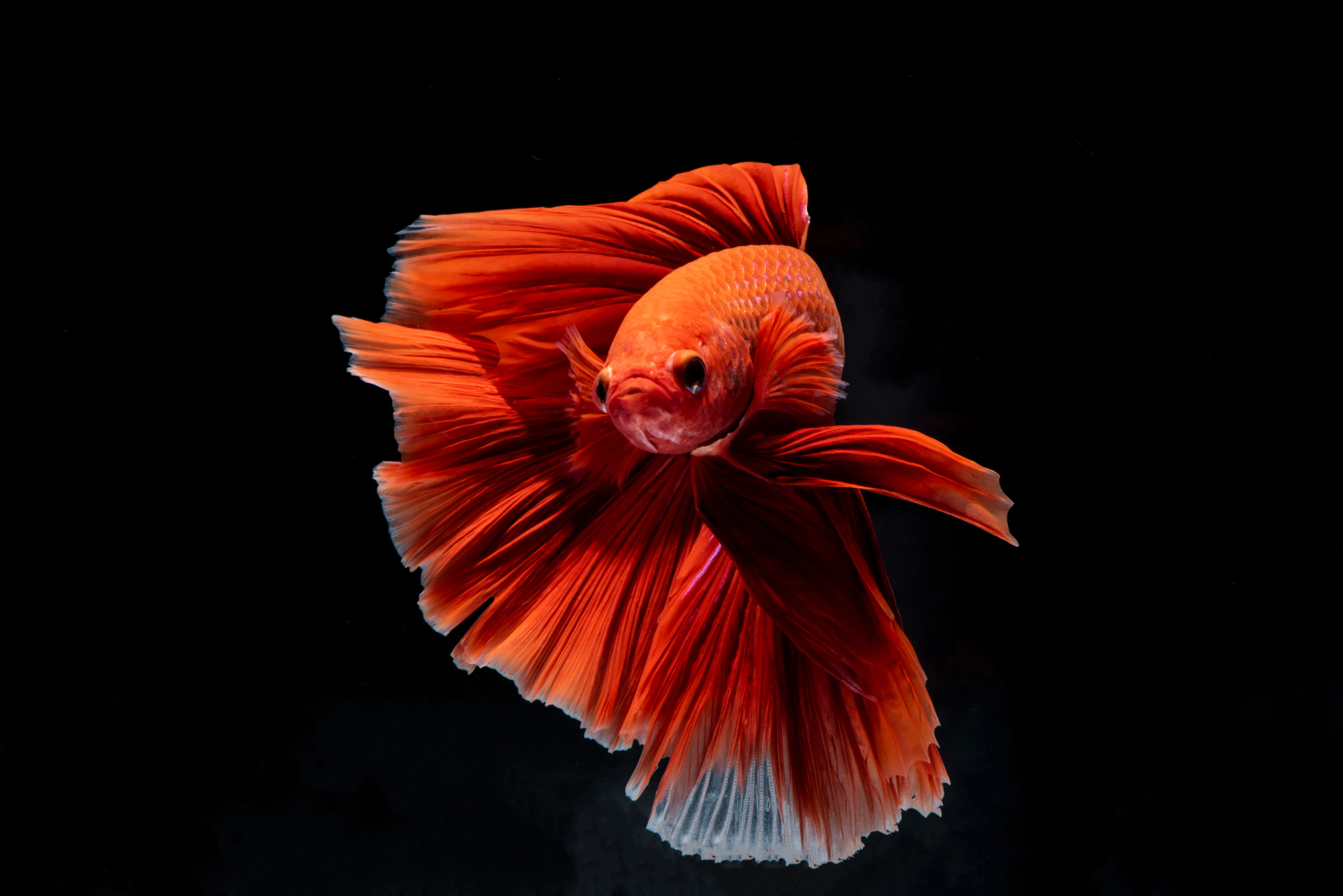 Scientists have solved the biggest mystery about fish