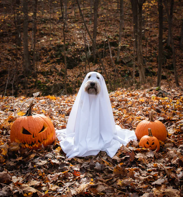 26 Halloween Pet Names, From Clarice To Fang