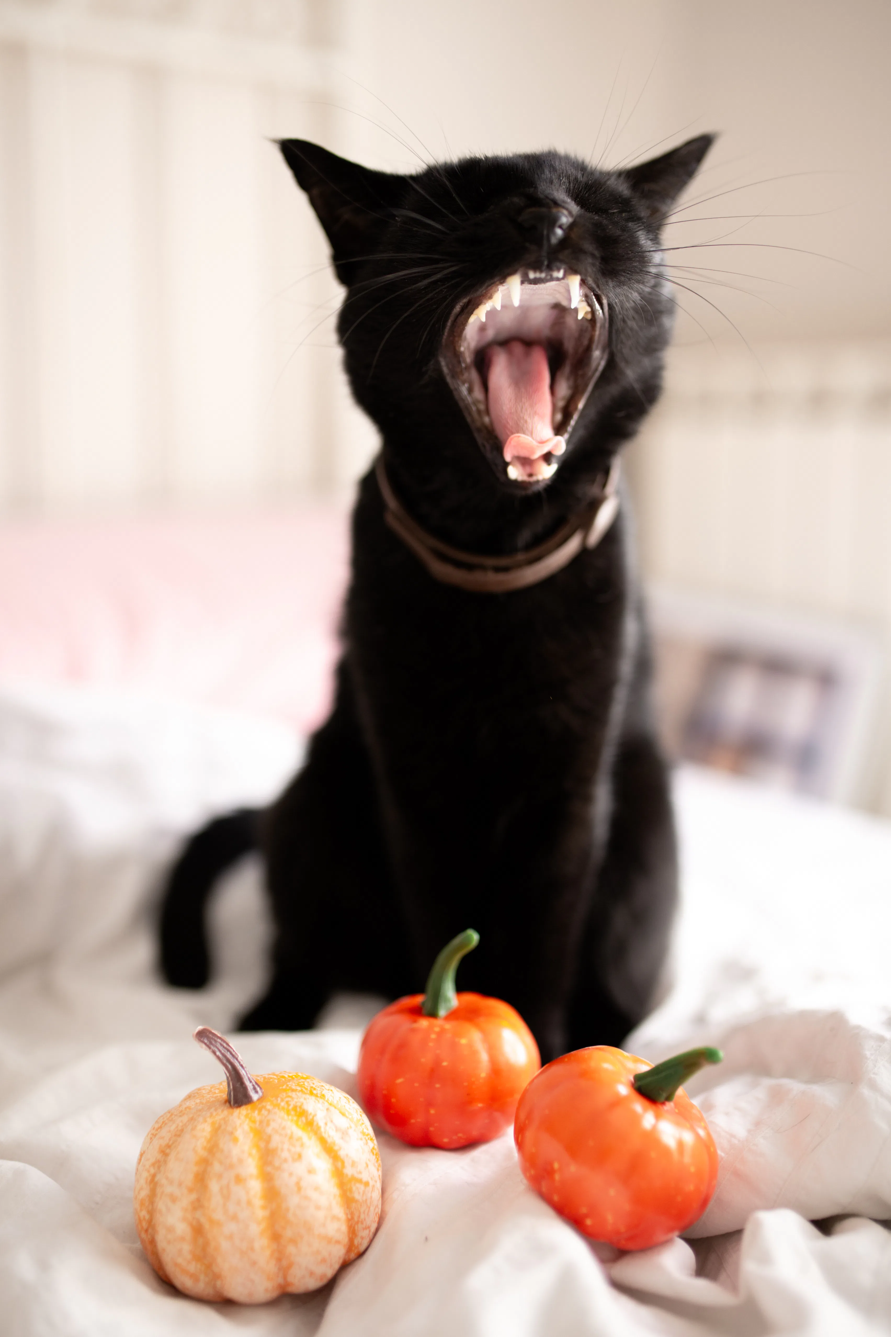 26 Halloween Pet Names, From Clarice To Fang