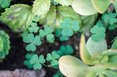 Life on Mars: Why this one plant could help Red Planet colonists