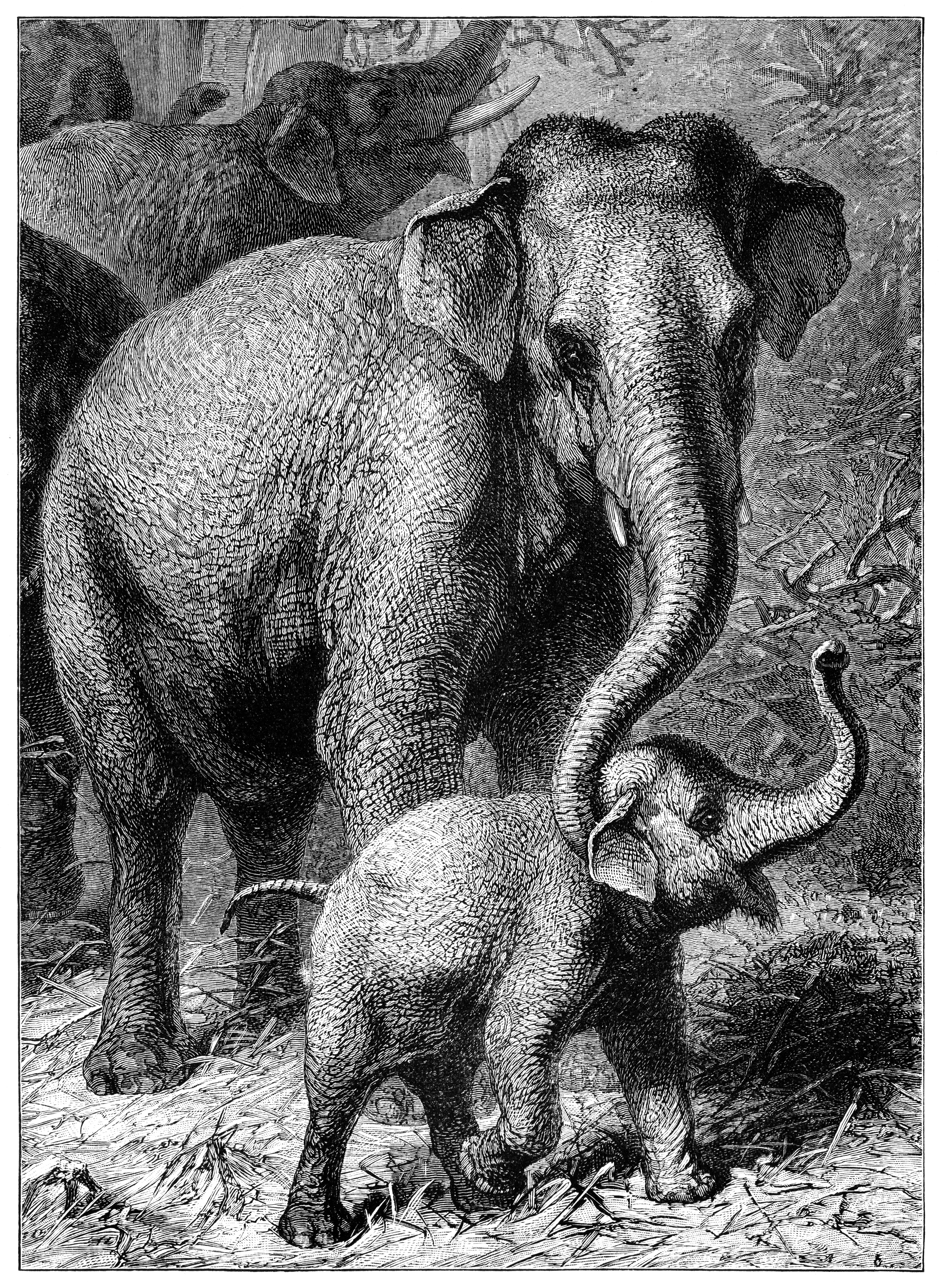 Watch: Elephants can make sounds on cue — and learn new ones