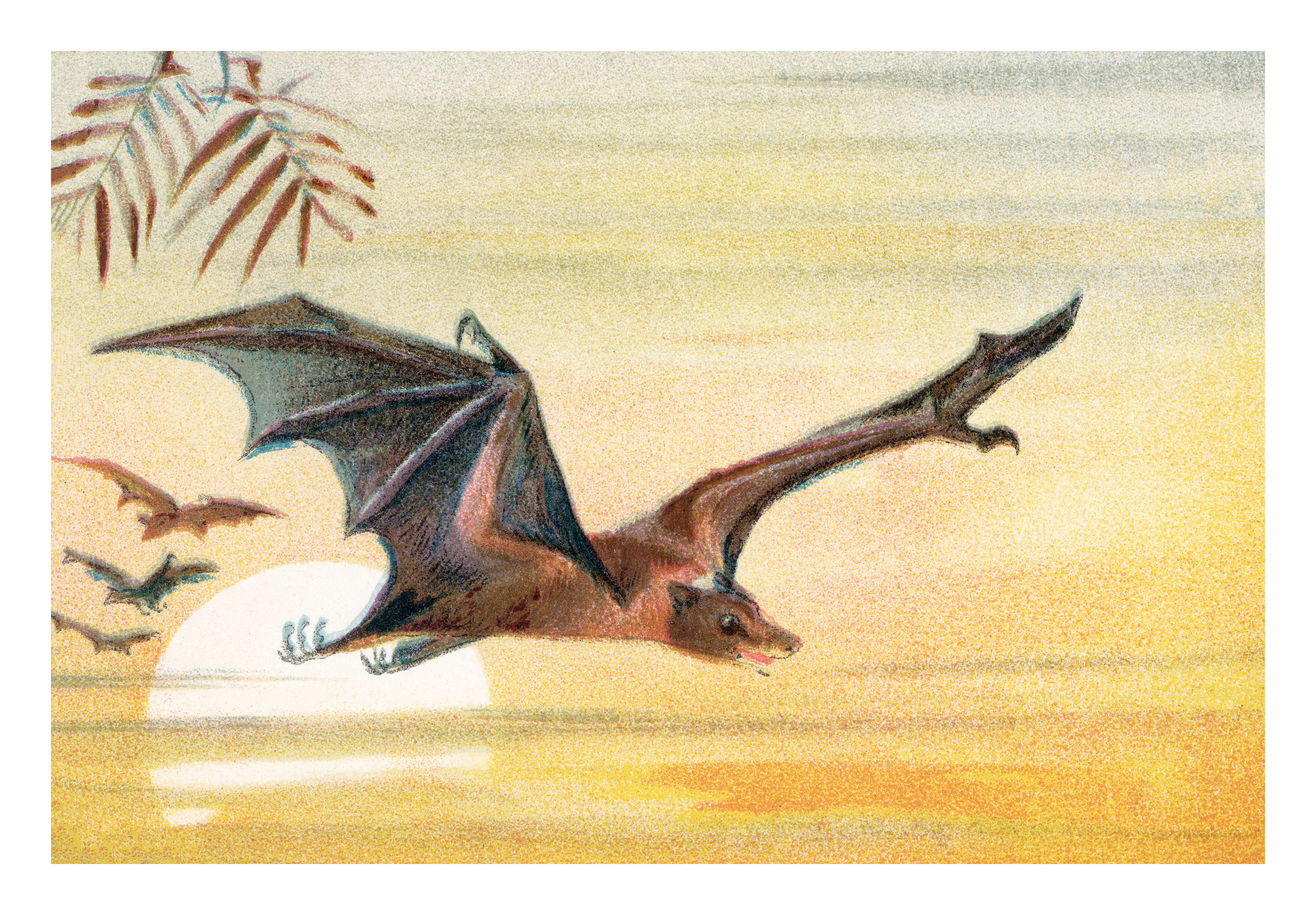 Look: Scientists discover bizarre anatomy behind bats' genius hunting ...