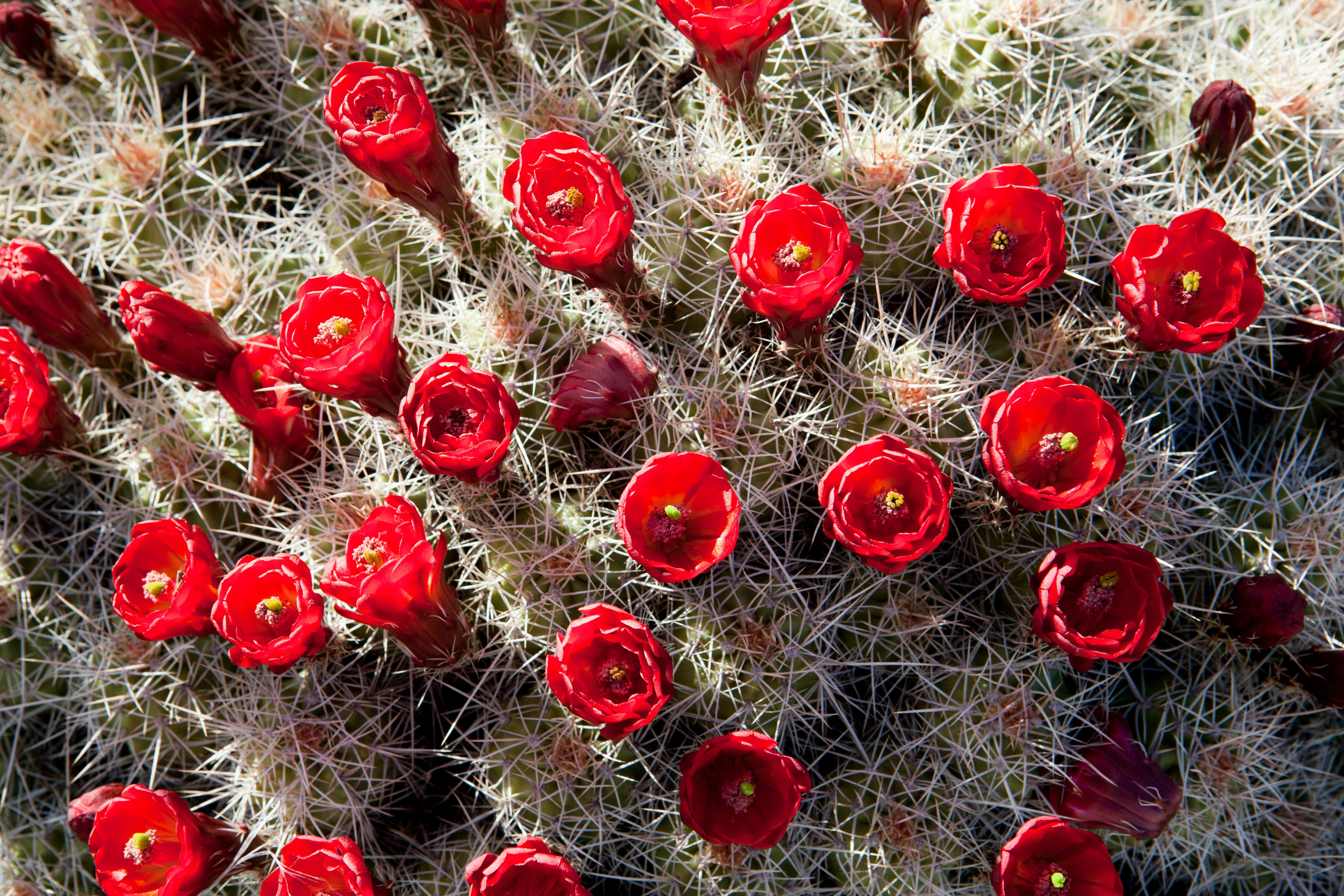 Desierto florido: What causes these rare flower blooms in the world’s ...