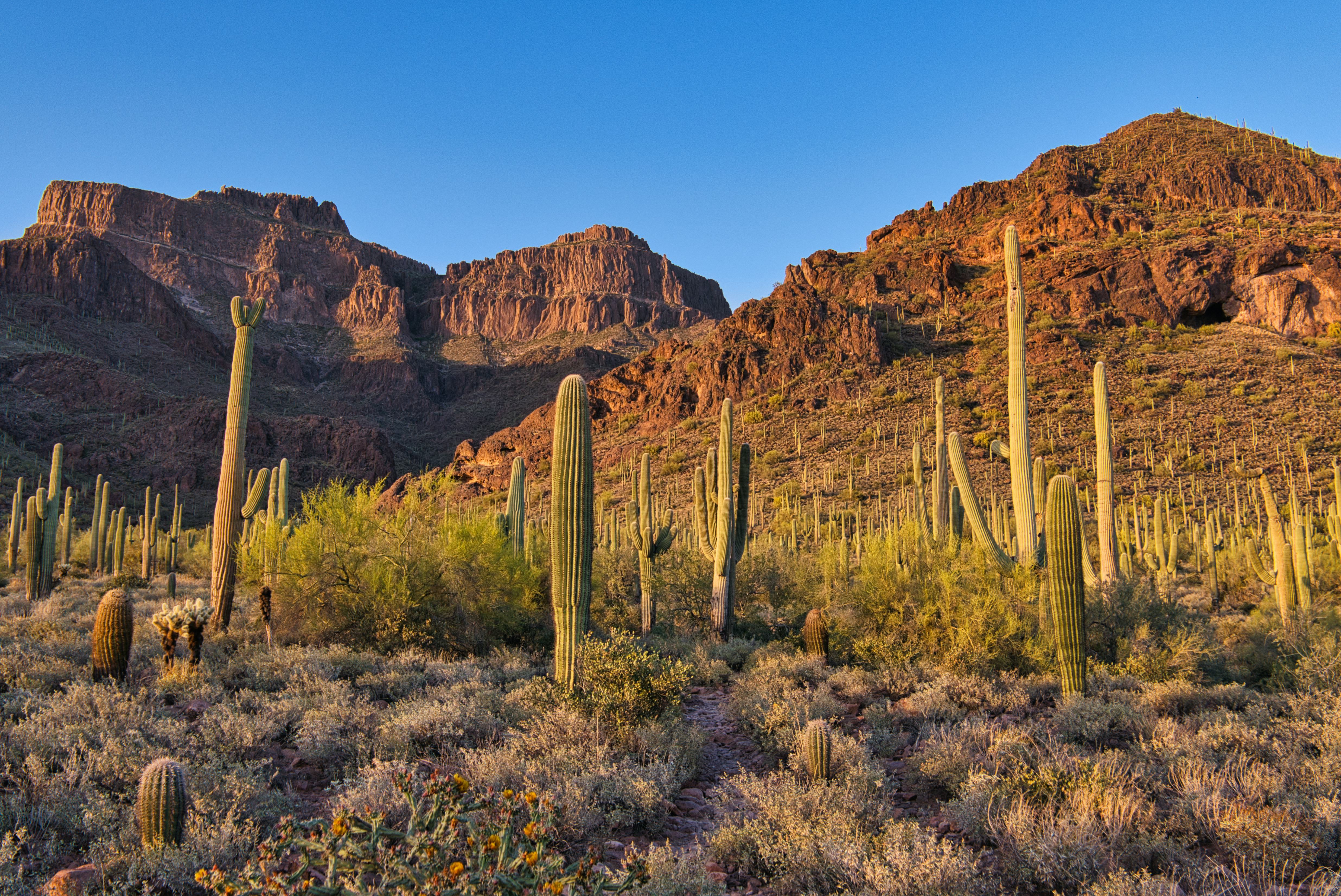 Desierto florido: What causes these rare flower blooms in the world’s ...