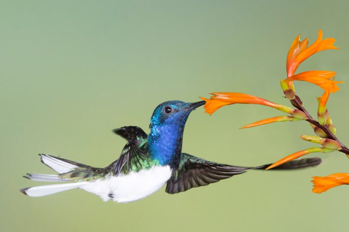 Animal science: 7 creatures debunk the biggest stereotypes about sex