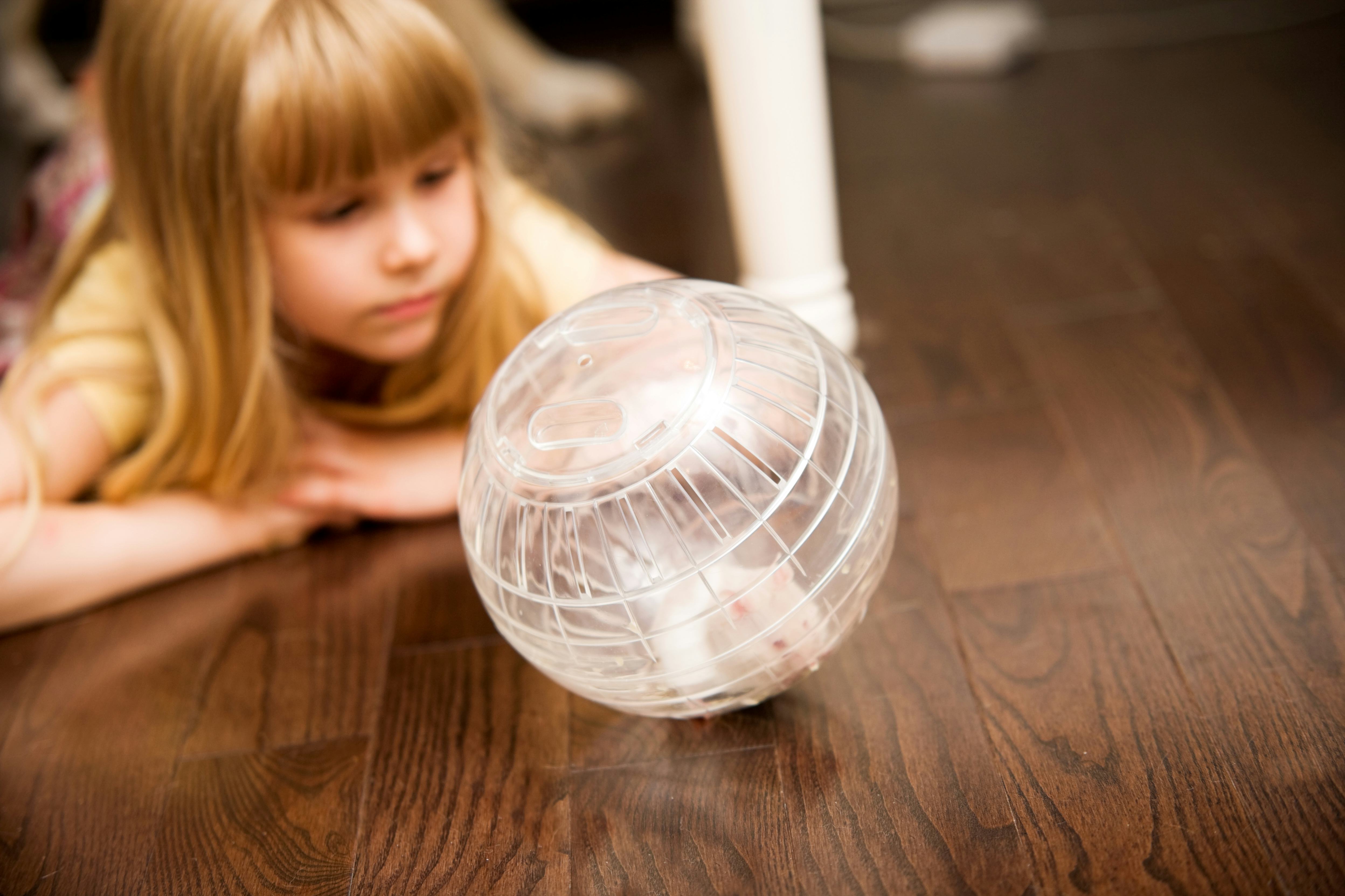 15 Elf On The Shelf Pet Ideas Because Dogs & Cats Are Part Of The Family