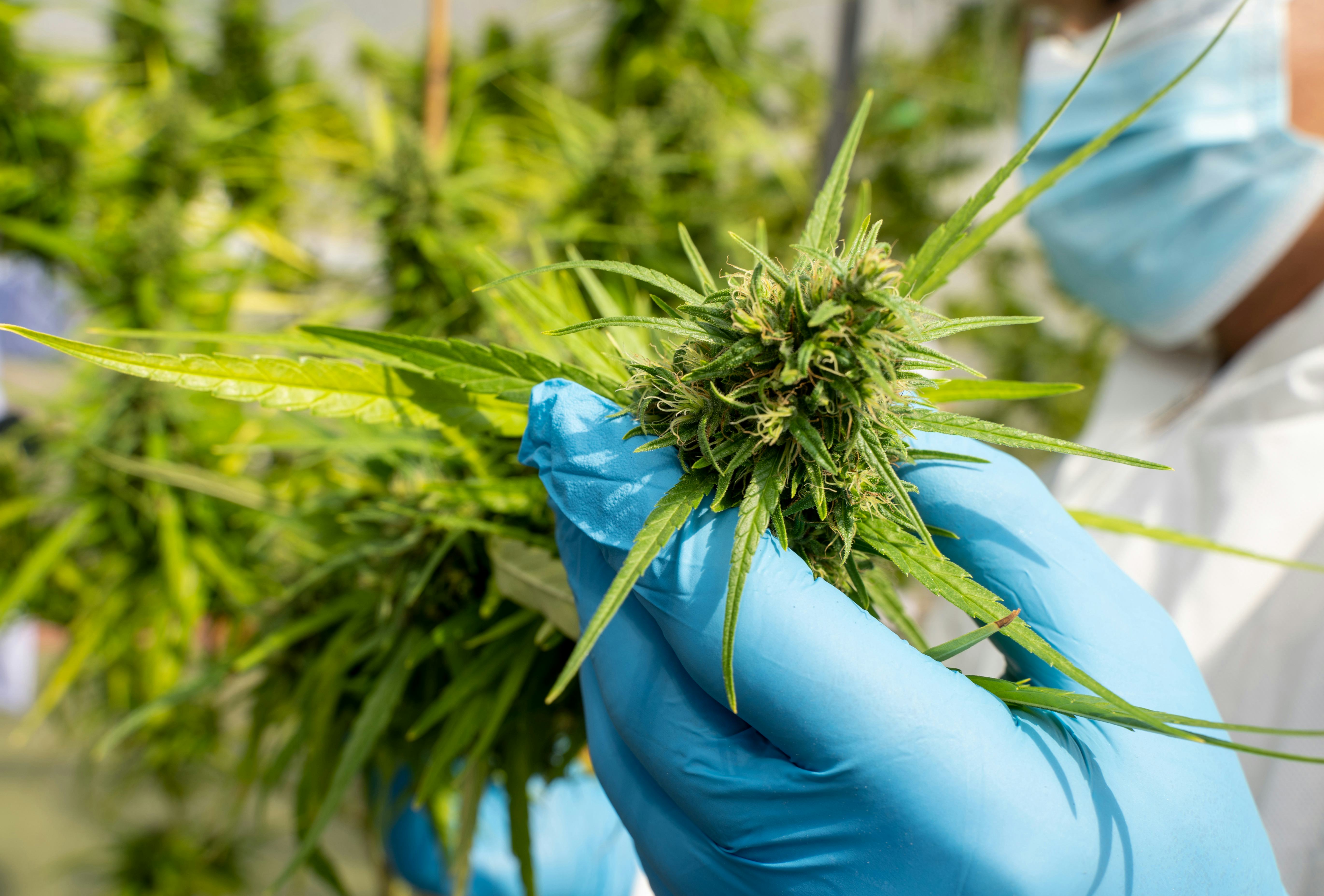 Cannabis For Pain: A Scientist Reveals How Weed Activates Our Body's ...