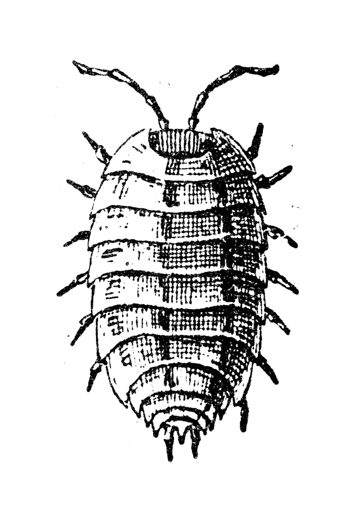 Inside the surprisingly complex life, sex, and death of a woodlouse