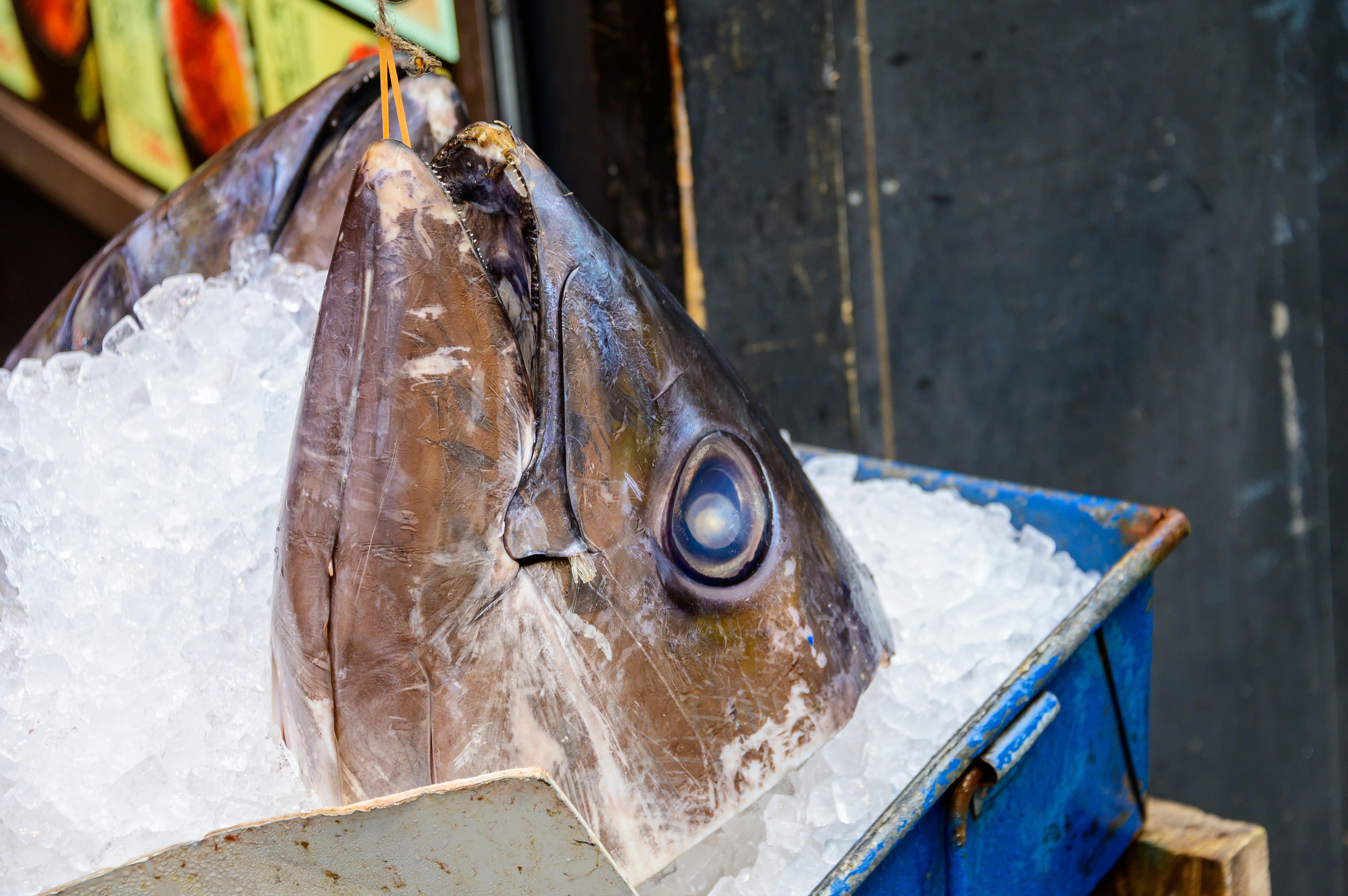 Mercury poisoning in fish: New study reveals a promising way to avoid it