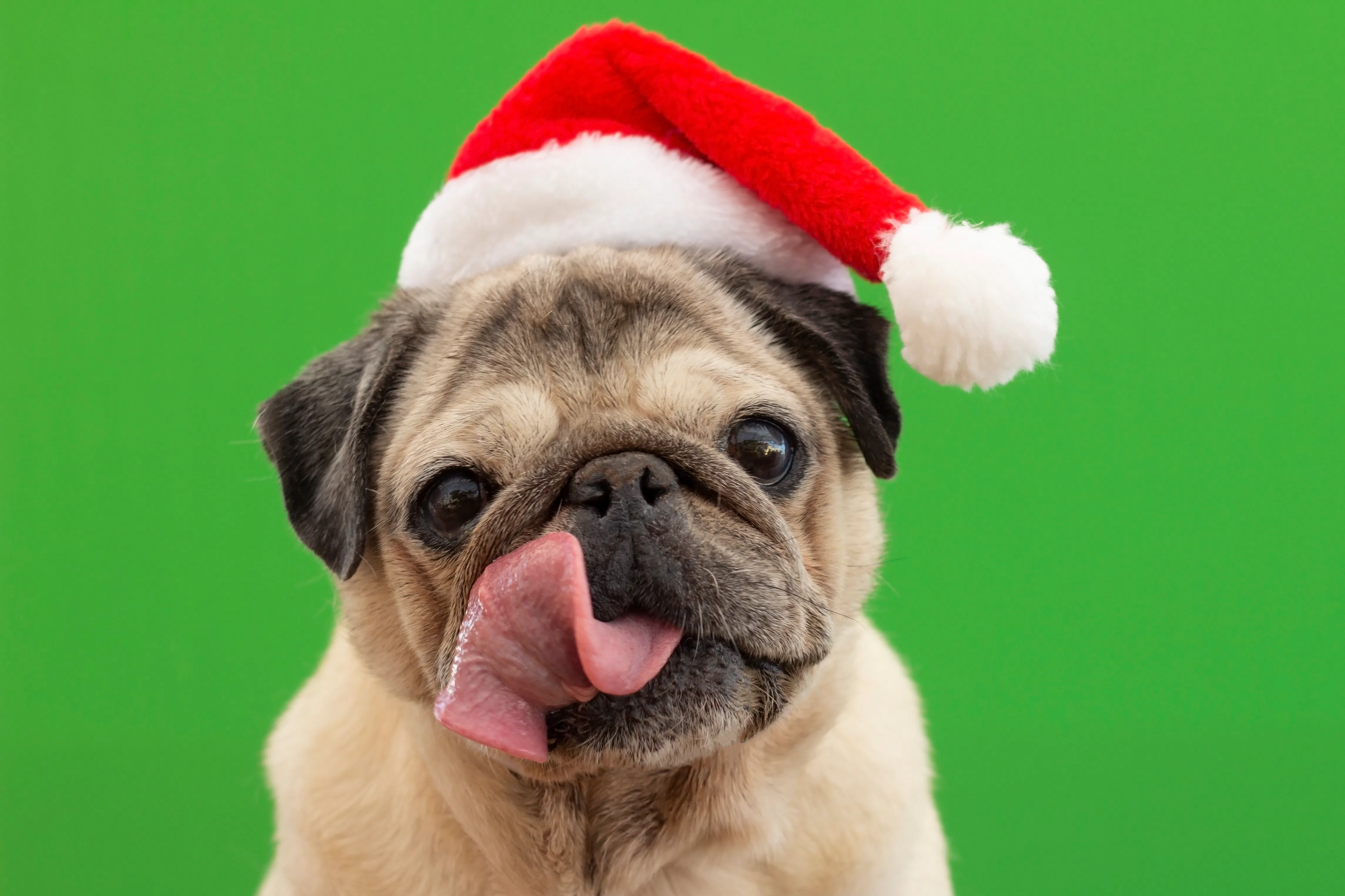 PetSmart's Free Santa Photos For Dogs Are Perfect For Howliday Cards