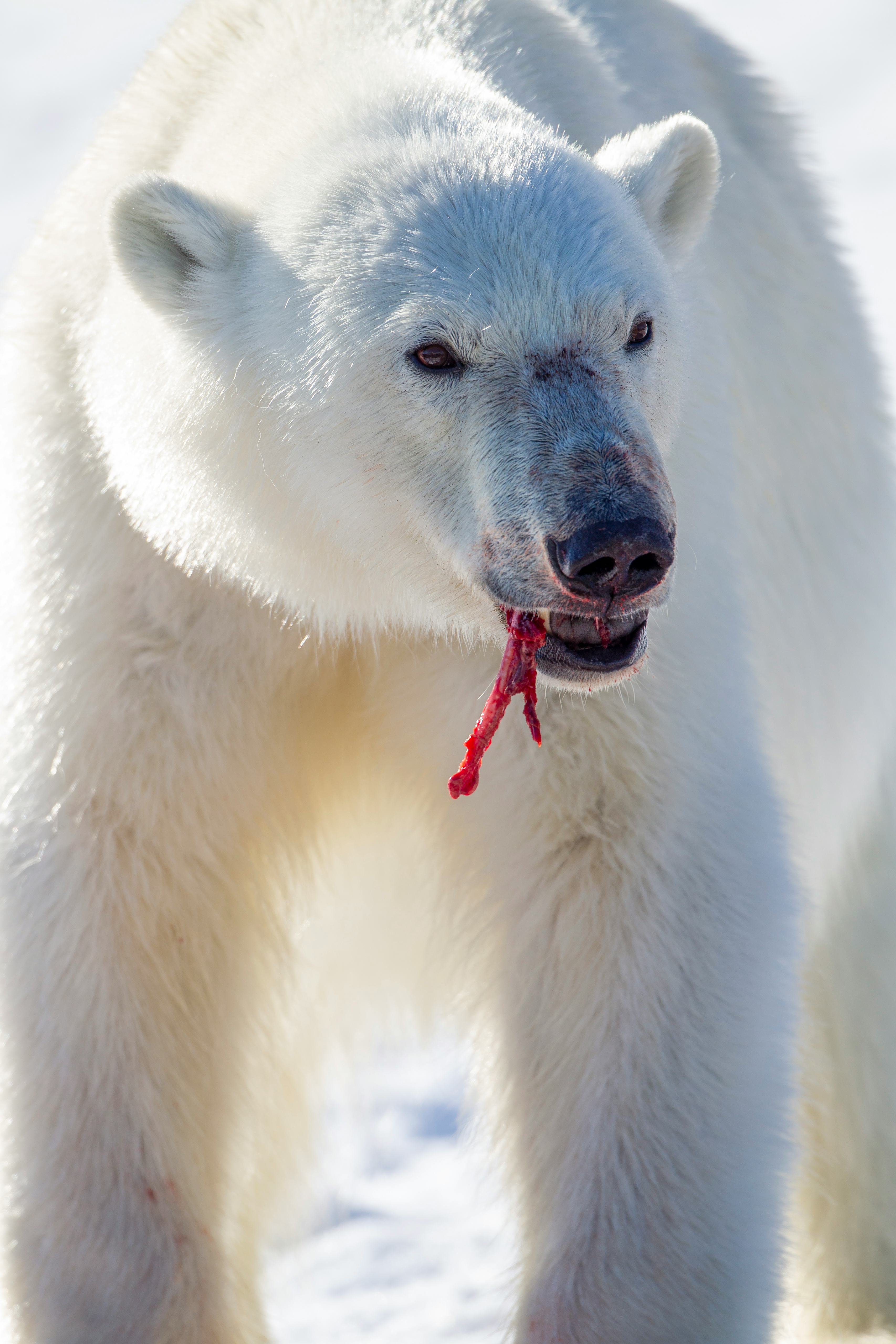 Look: Ancient cat-like creature was one of the first hypercarnivores on ...