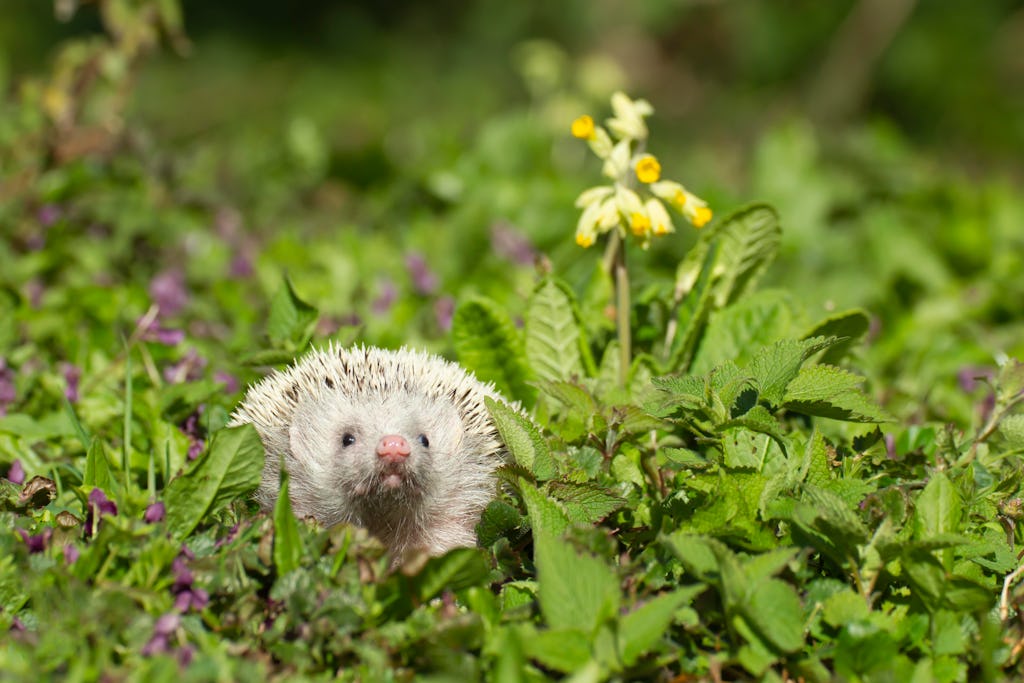 The Spiritual Meaning Of The Spring Equinox, Explained