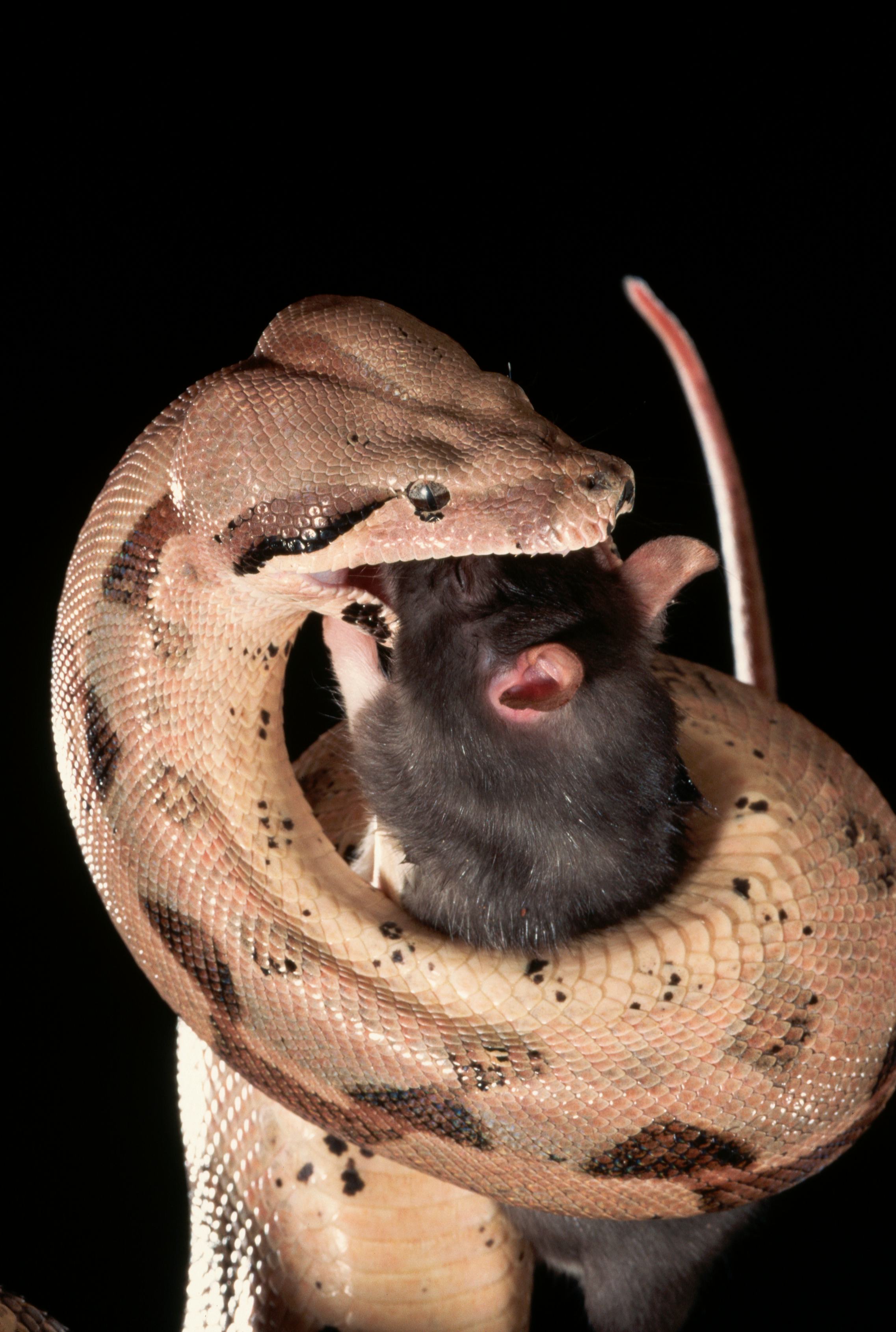 Look: Scientists finally discover how boa constrictors can eat giant ...